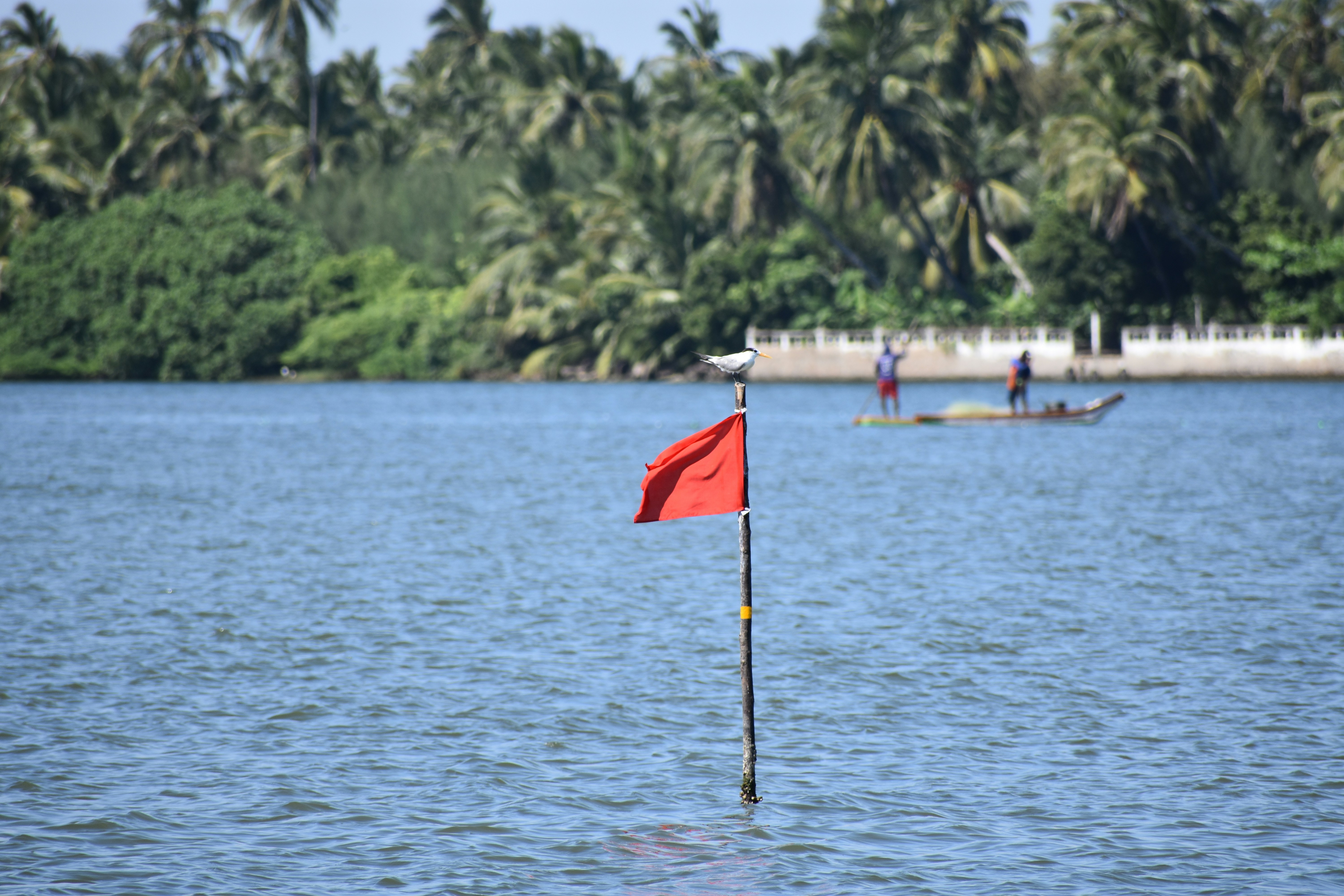 Red Flag Afloat: A Quiet Lagoon Marked by Palm Fronds