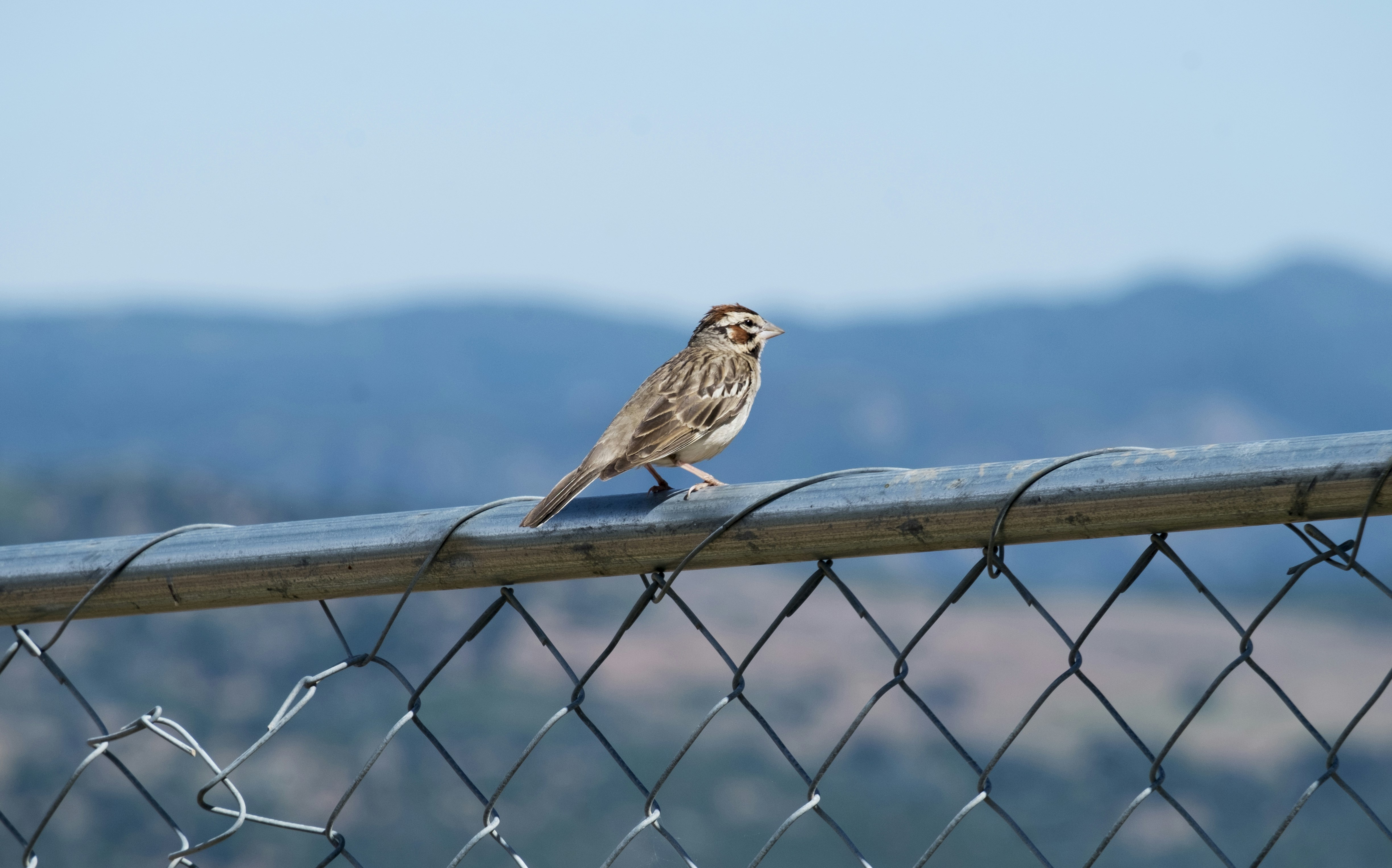 A sparrow standing on a fence rail against a blurred mountainous backdrop, showcasing its delicate features and natural grace.