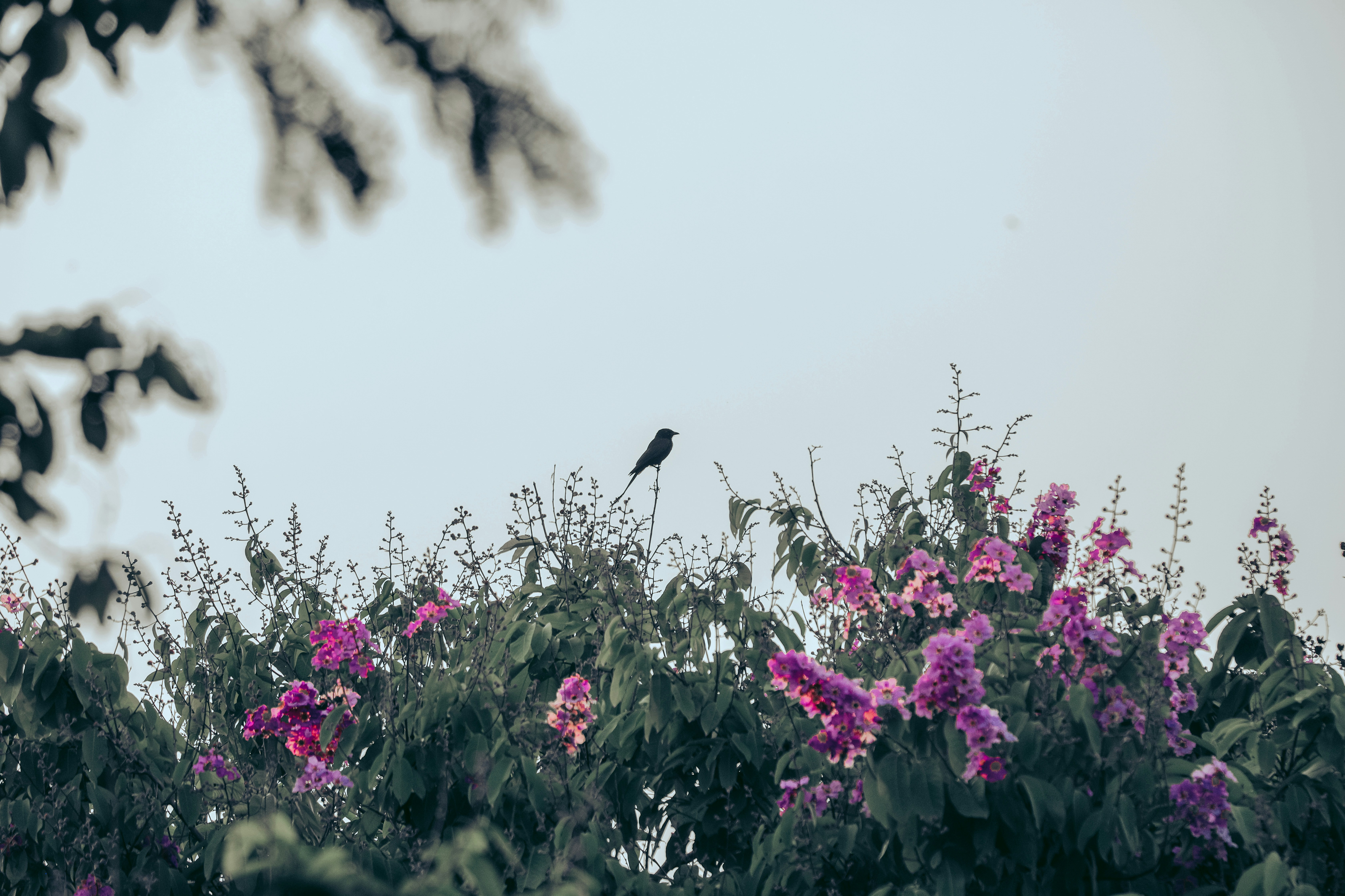 A solitary bird perched atop vibrant purple flowers against a soft, muted sky. The scene beautifully illustrates the coexistence of wildlife and flora.