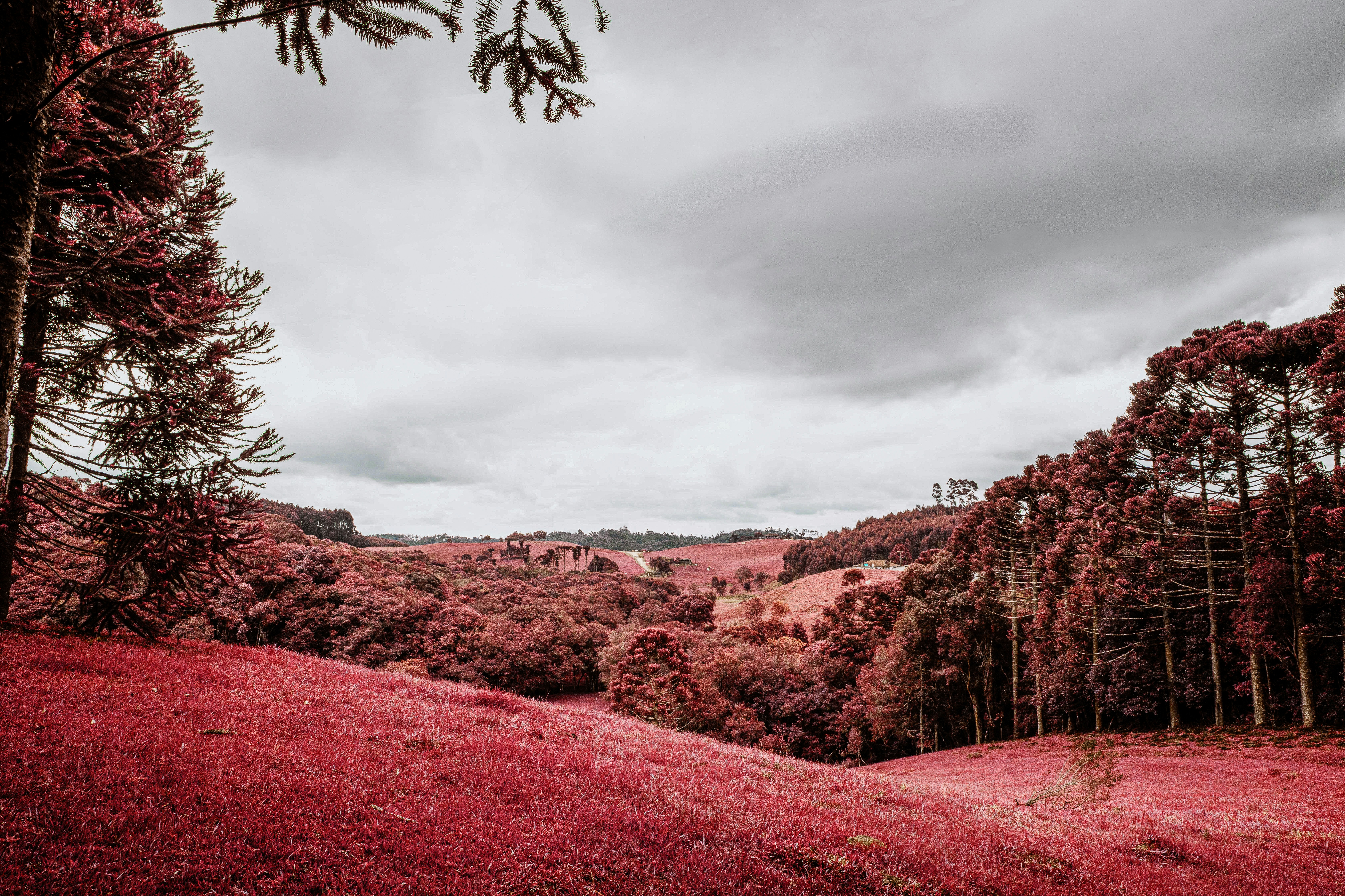 Crimson Fields Beneath a Steel-Gray Sky