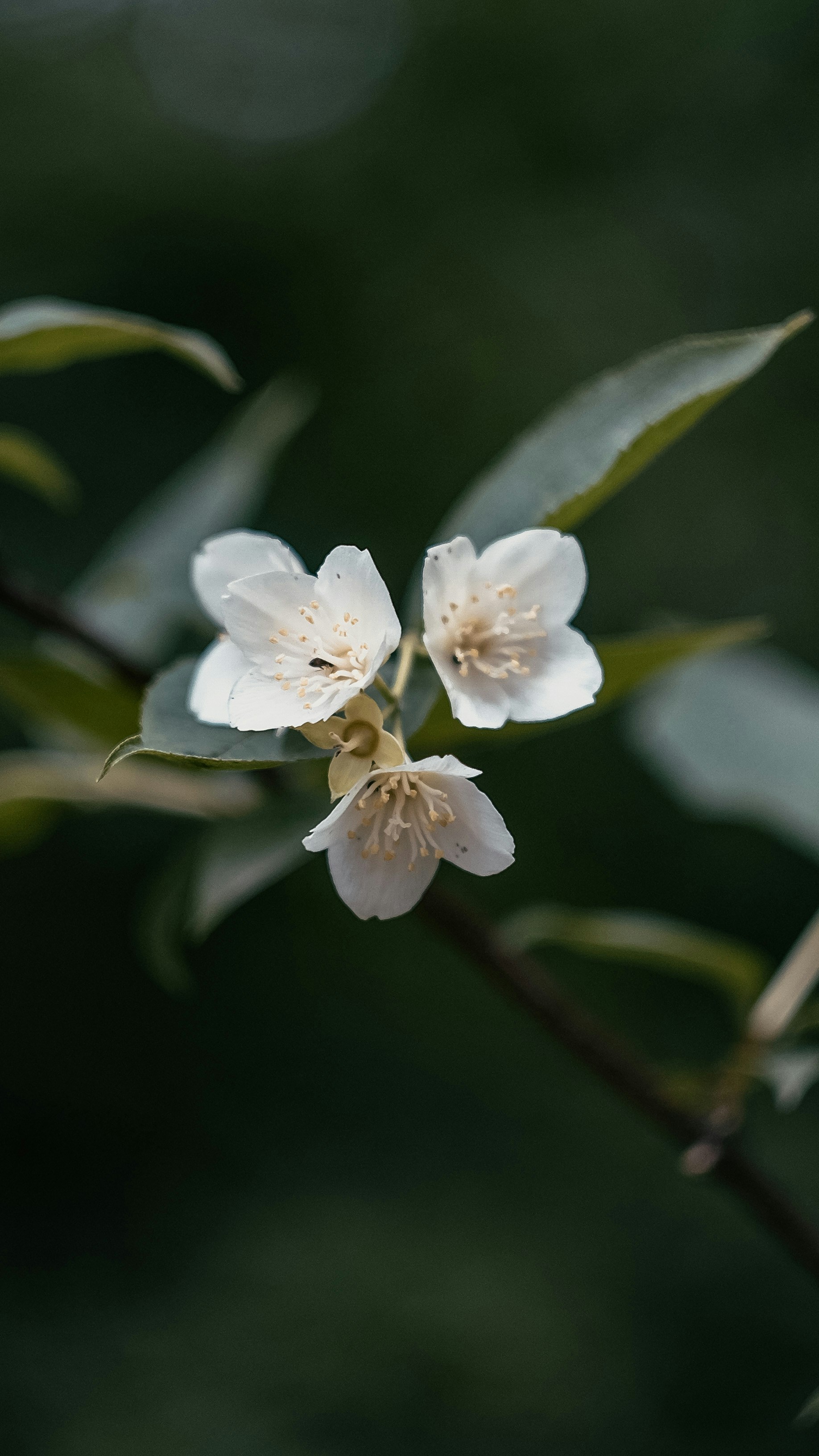 Whispering White Blooms on a Slender Branch