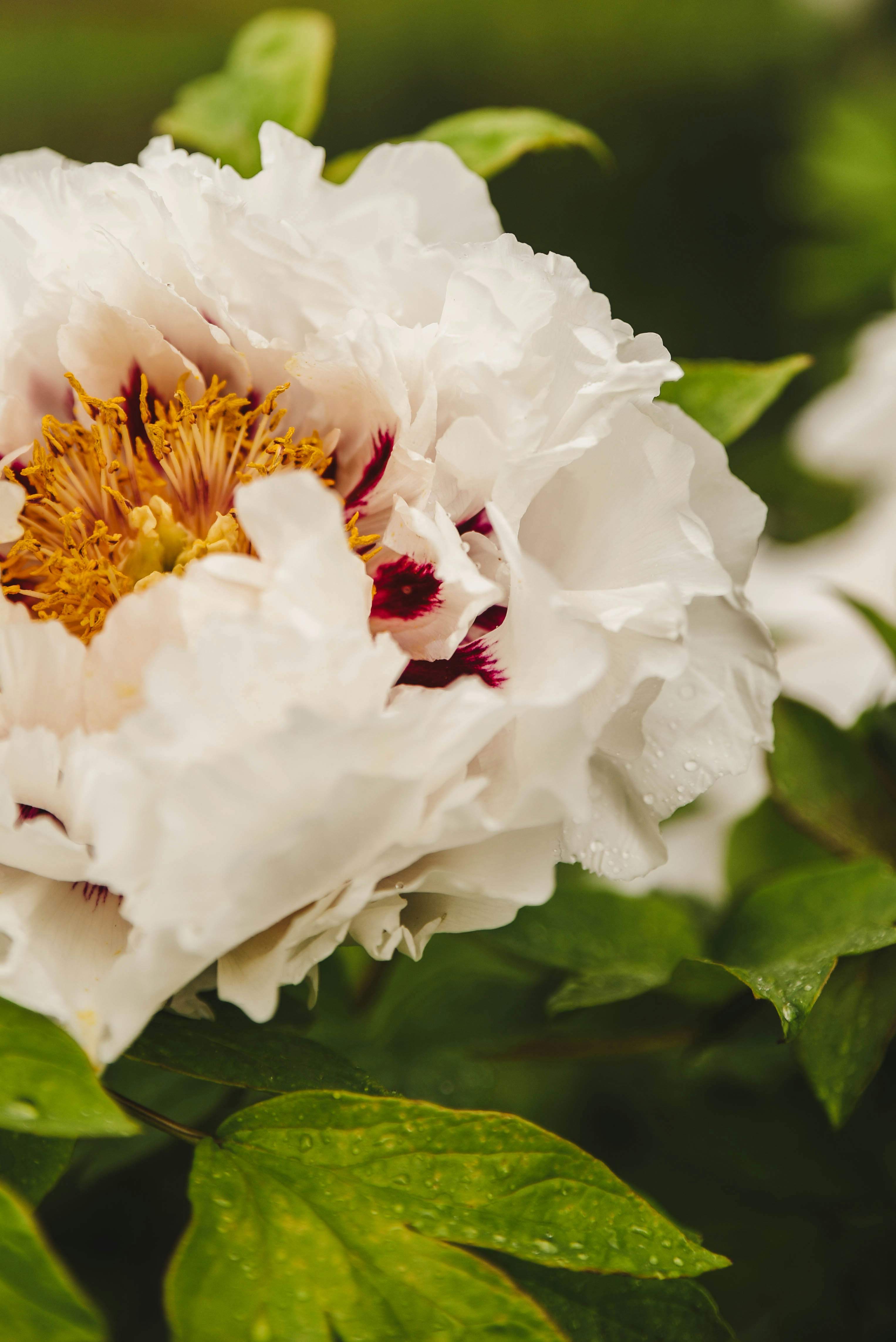 Petal Core: A Close-Up on a White Peony's Golden Heart