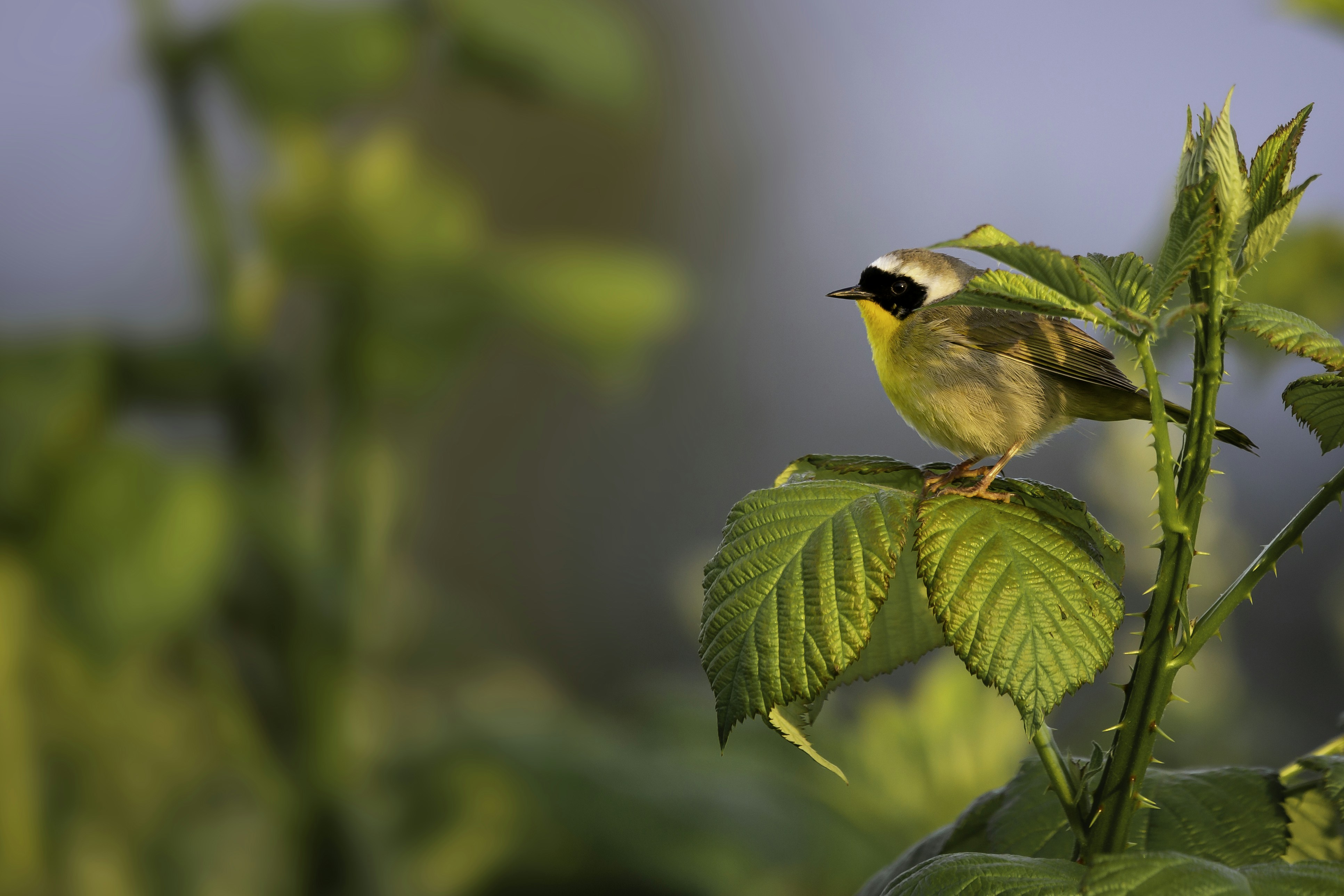 A small bird perched on vibrant green leaves, showcasing its distinctive markings in a serene natural setting.