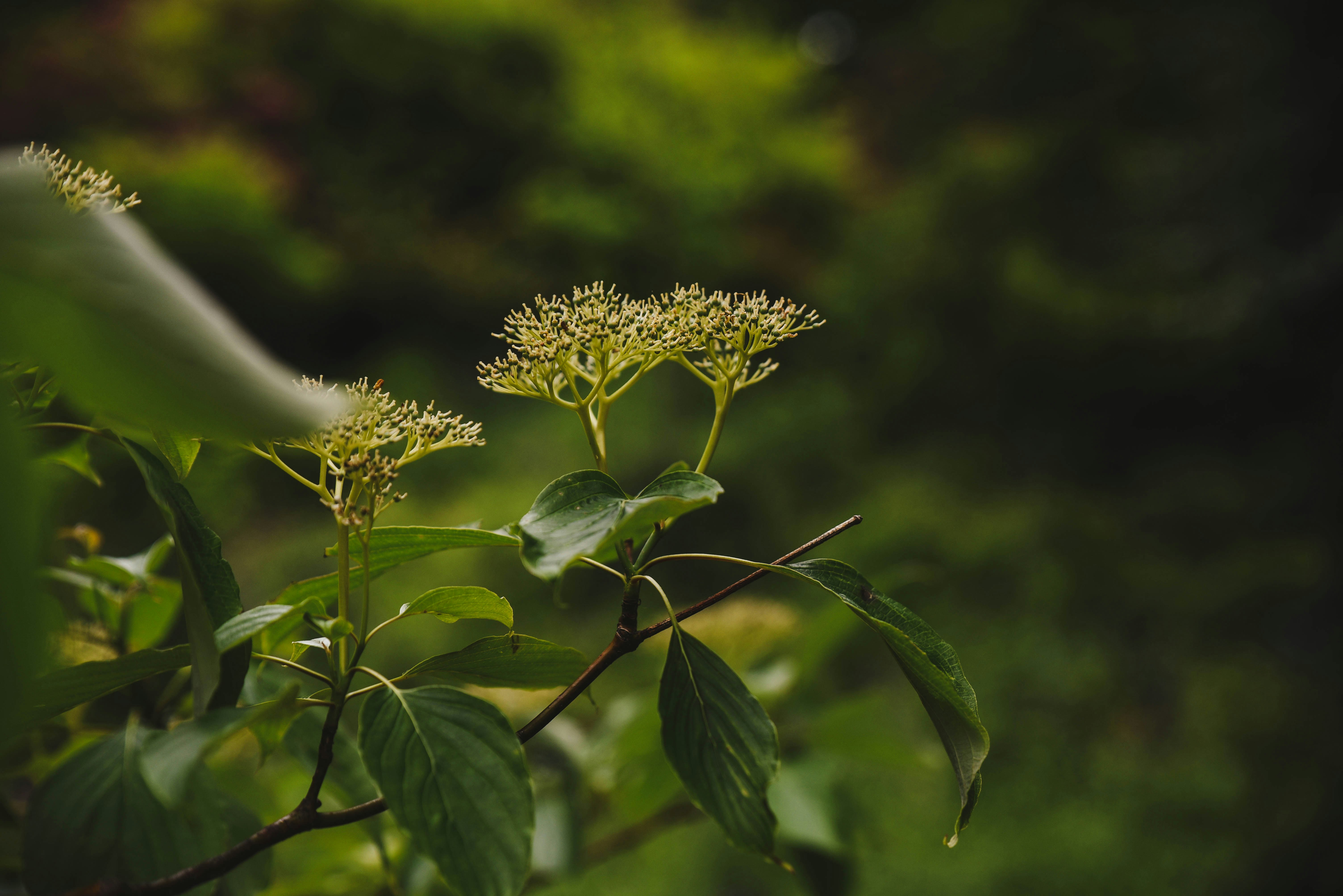 Delicate wildflowers emerging from lush green foliage in a serene forest setting.