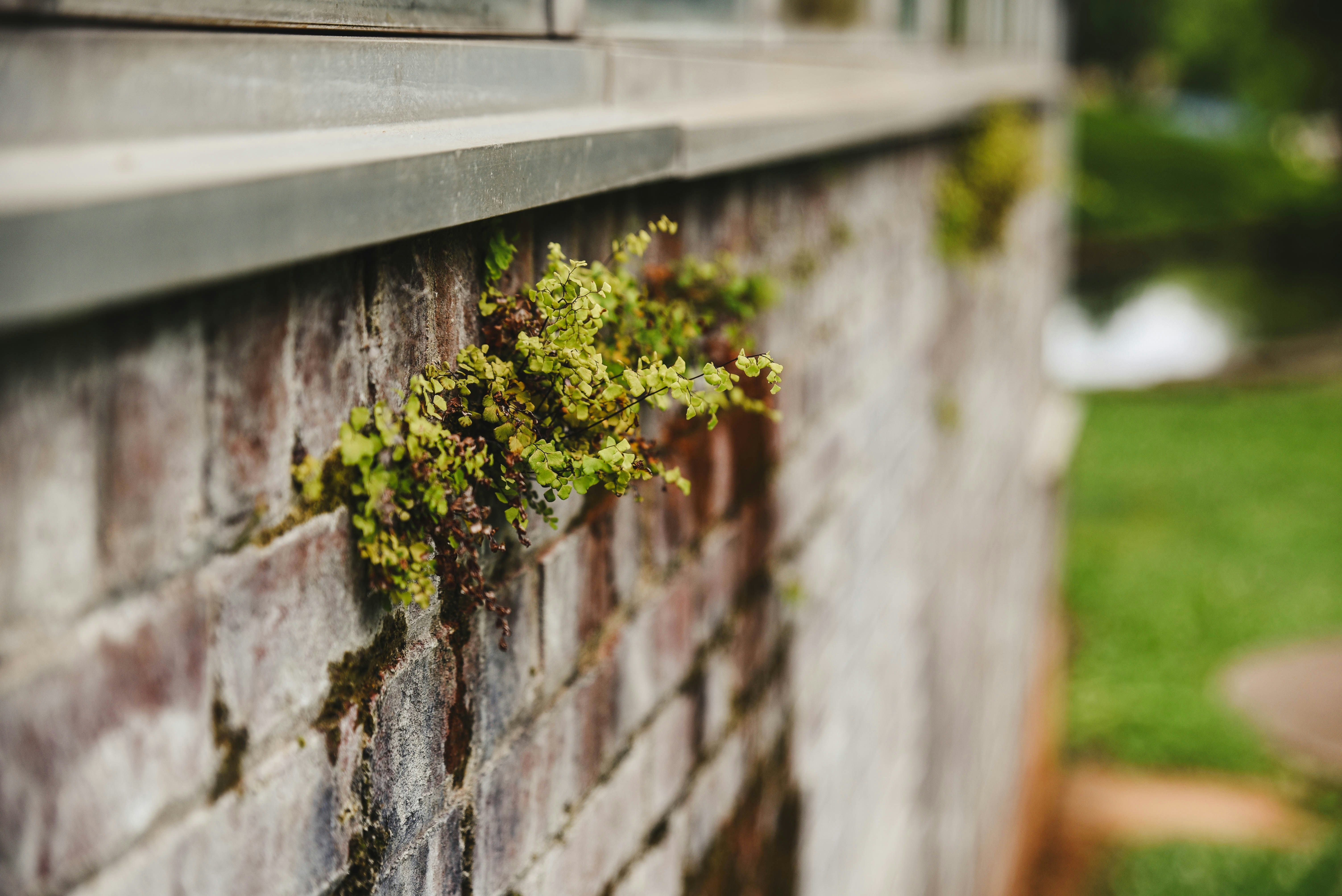 green and yellow plant on gray concrete wall