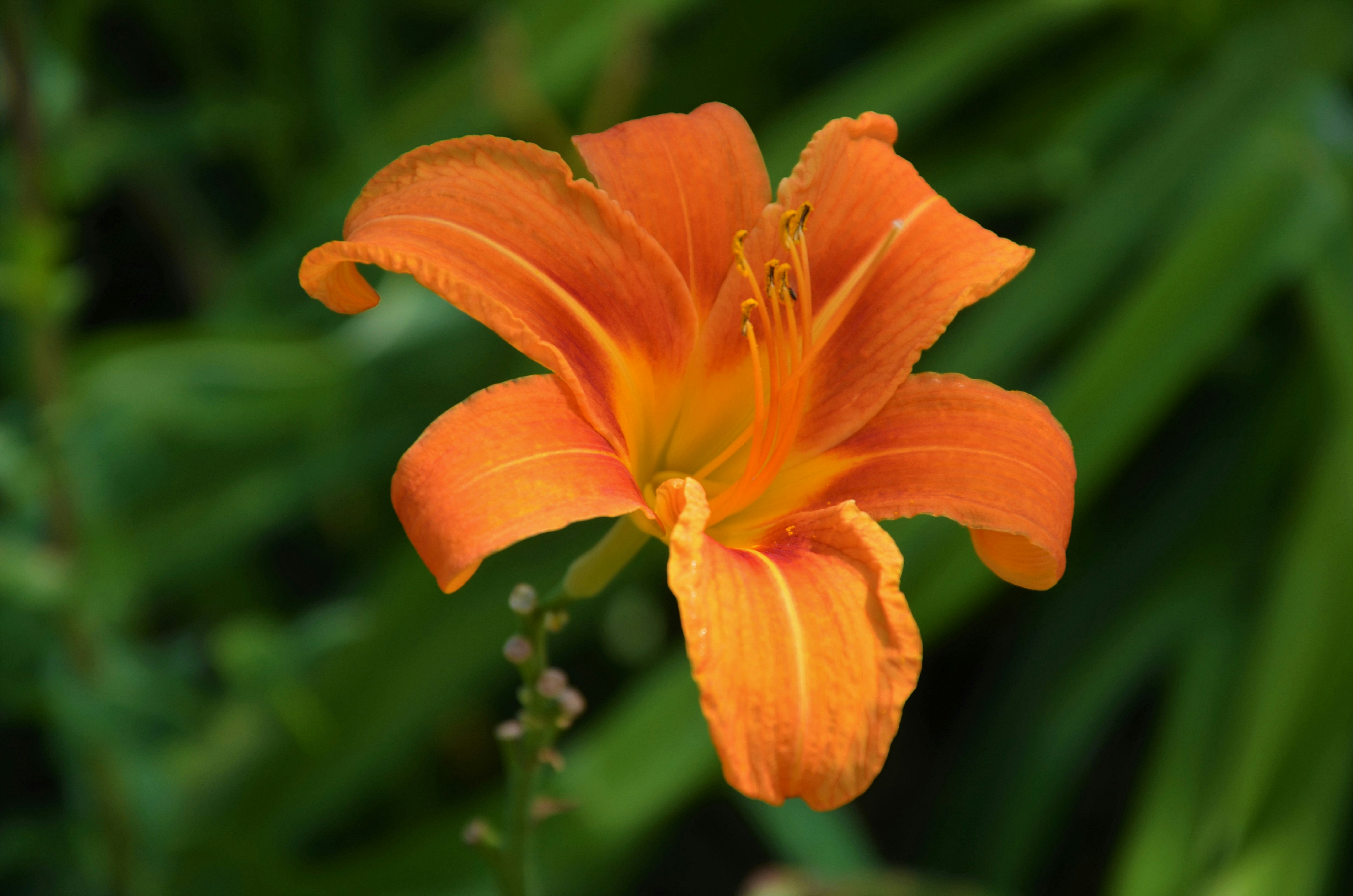 Romania,Flower,Orange,Green,Wild,wild flower,Nature | orange flower in tilt shift lens
