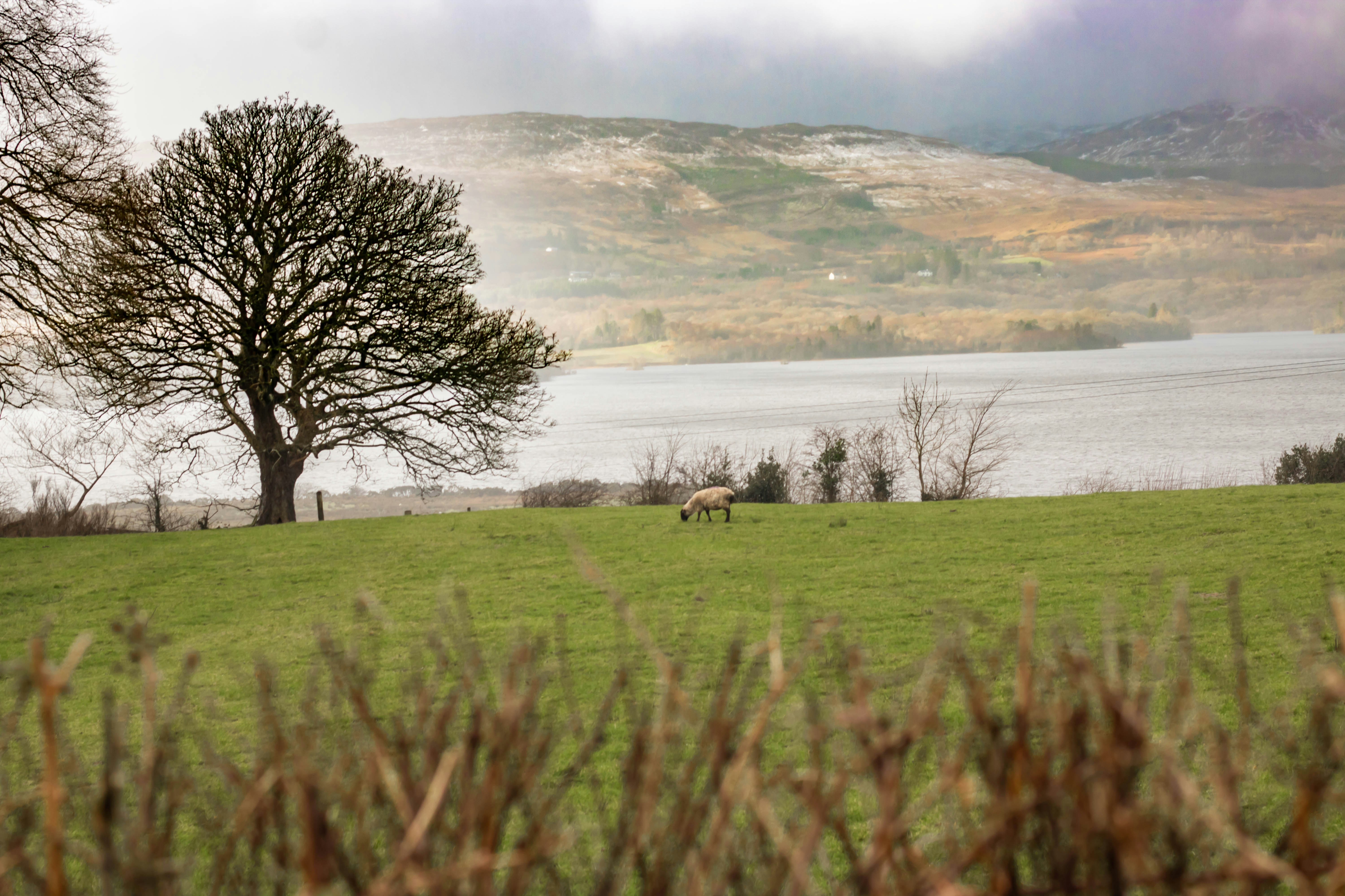 Solitary Sheep by the Misty Lakeside