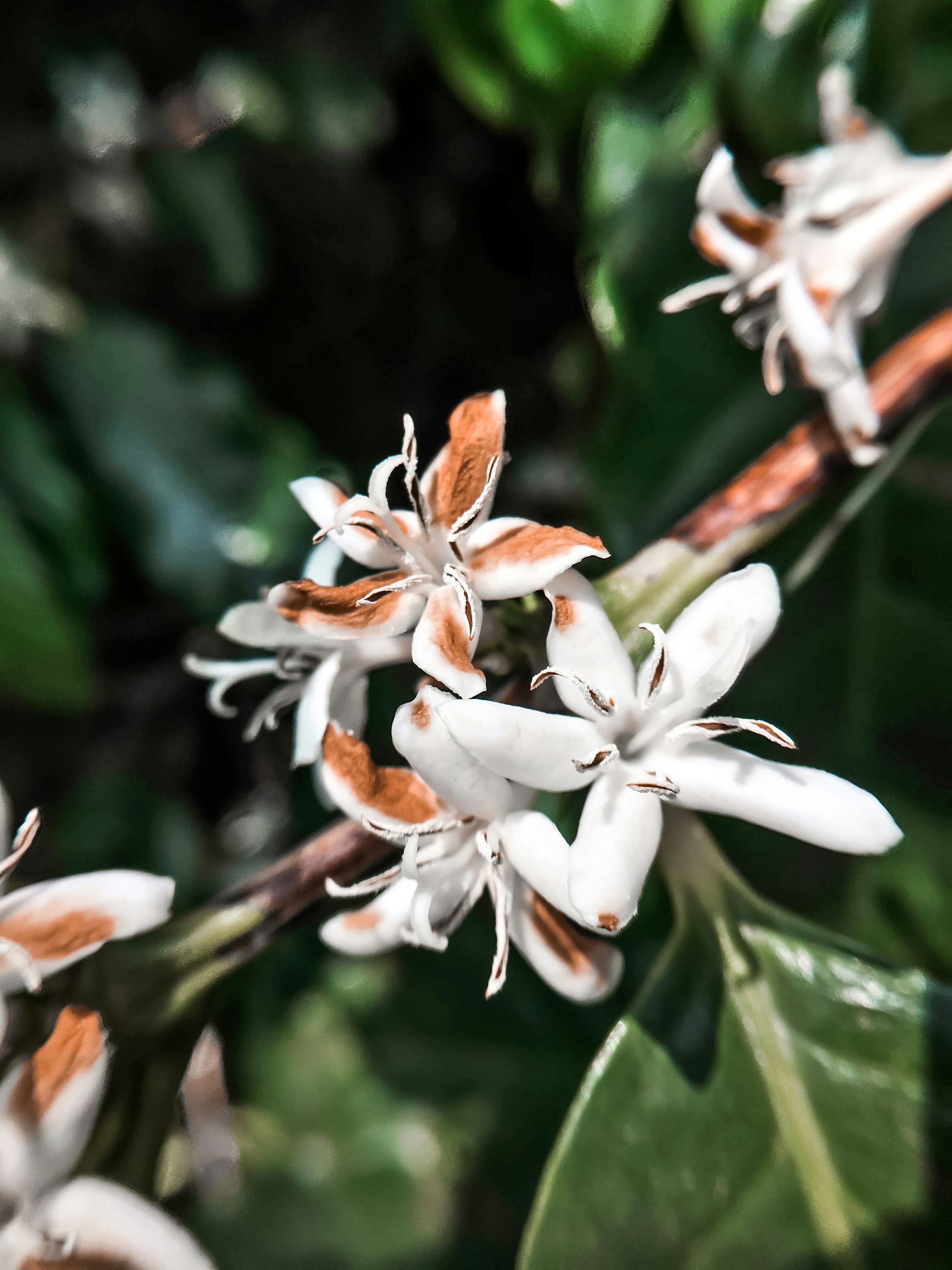 White-brown flower cluster in sharp focus against blurred green backdrop
