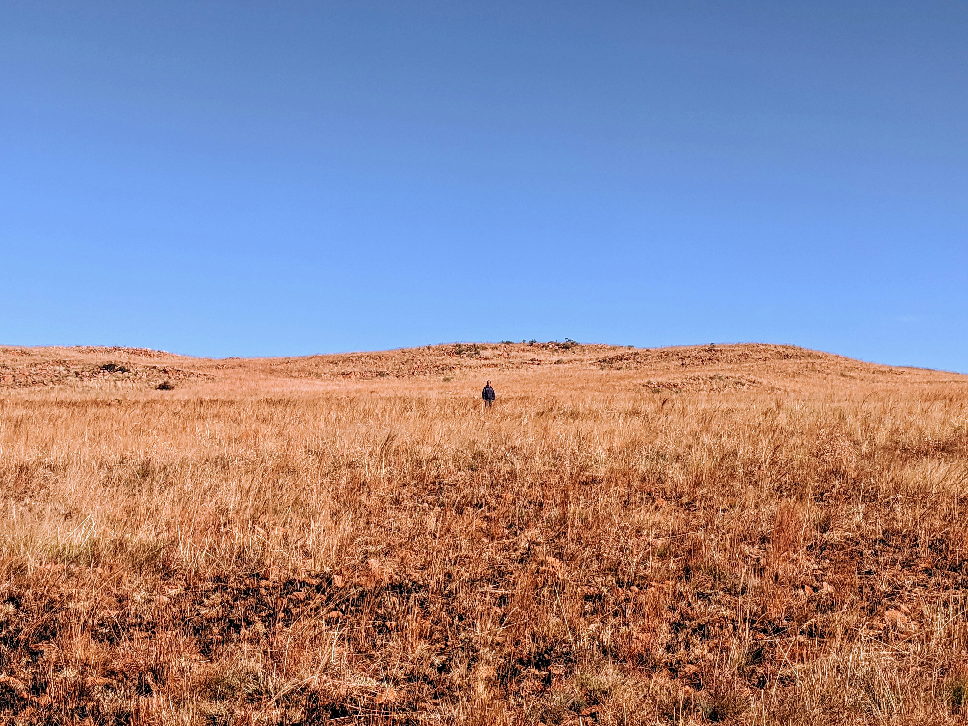 A solitary figure threads a path through a sunlit sea of golden grass
