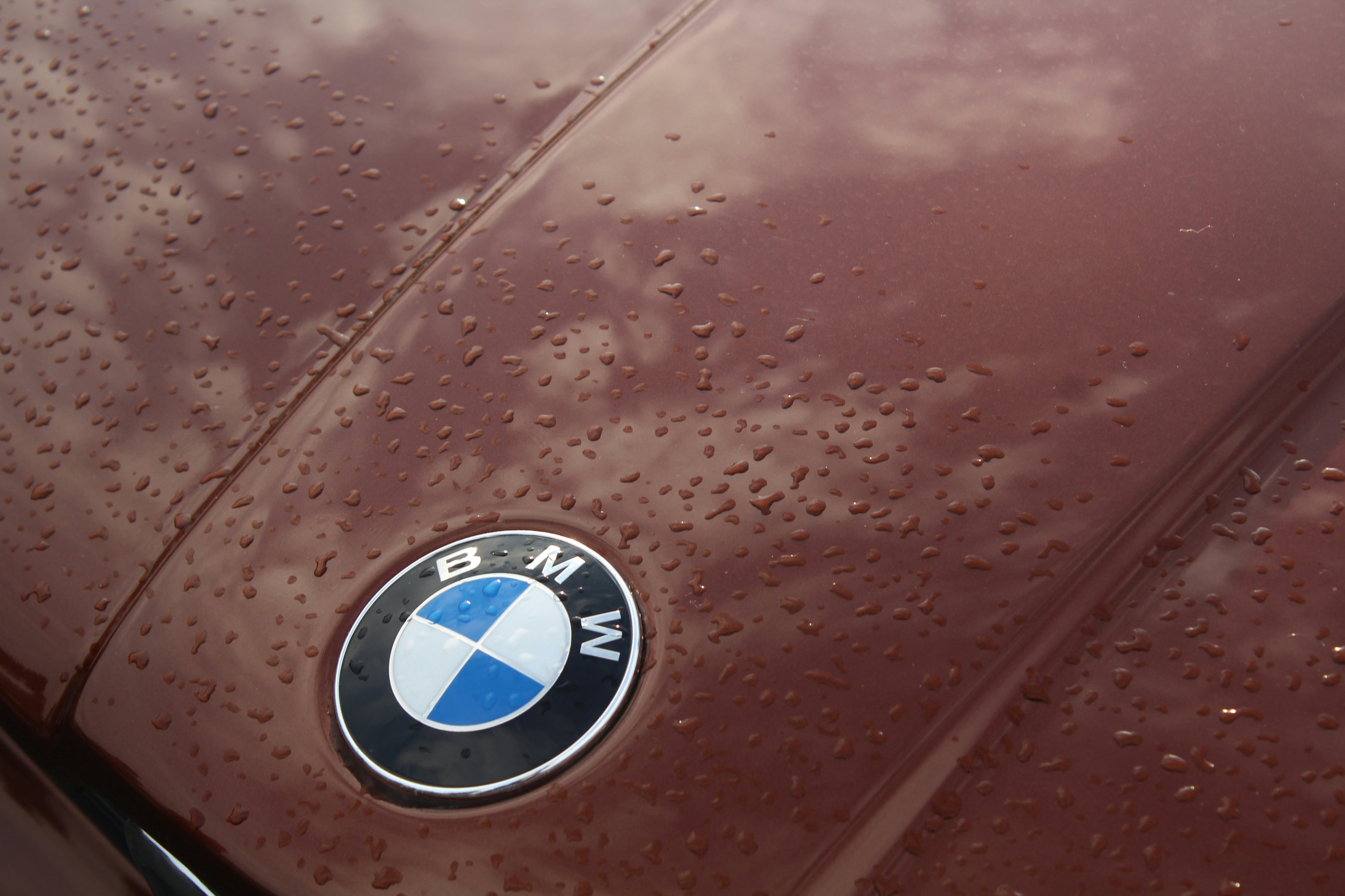 Rain-Kissed BMW Emblem: Close-Up on a Copper-Brown Hood