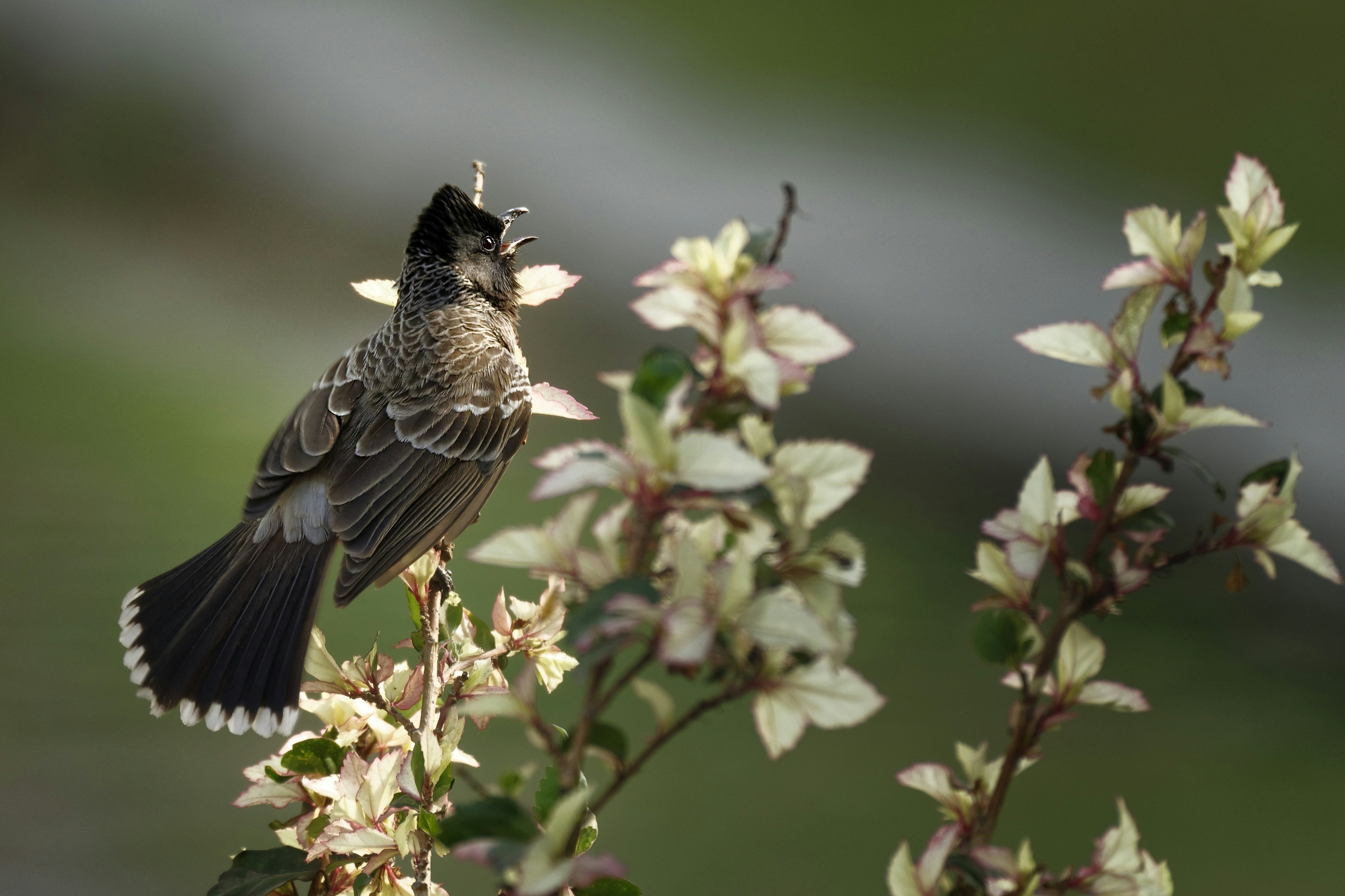Red-vented bulbul perched among white blossoms against a blurred green background.