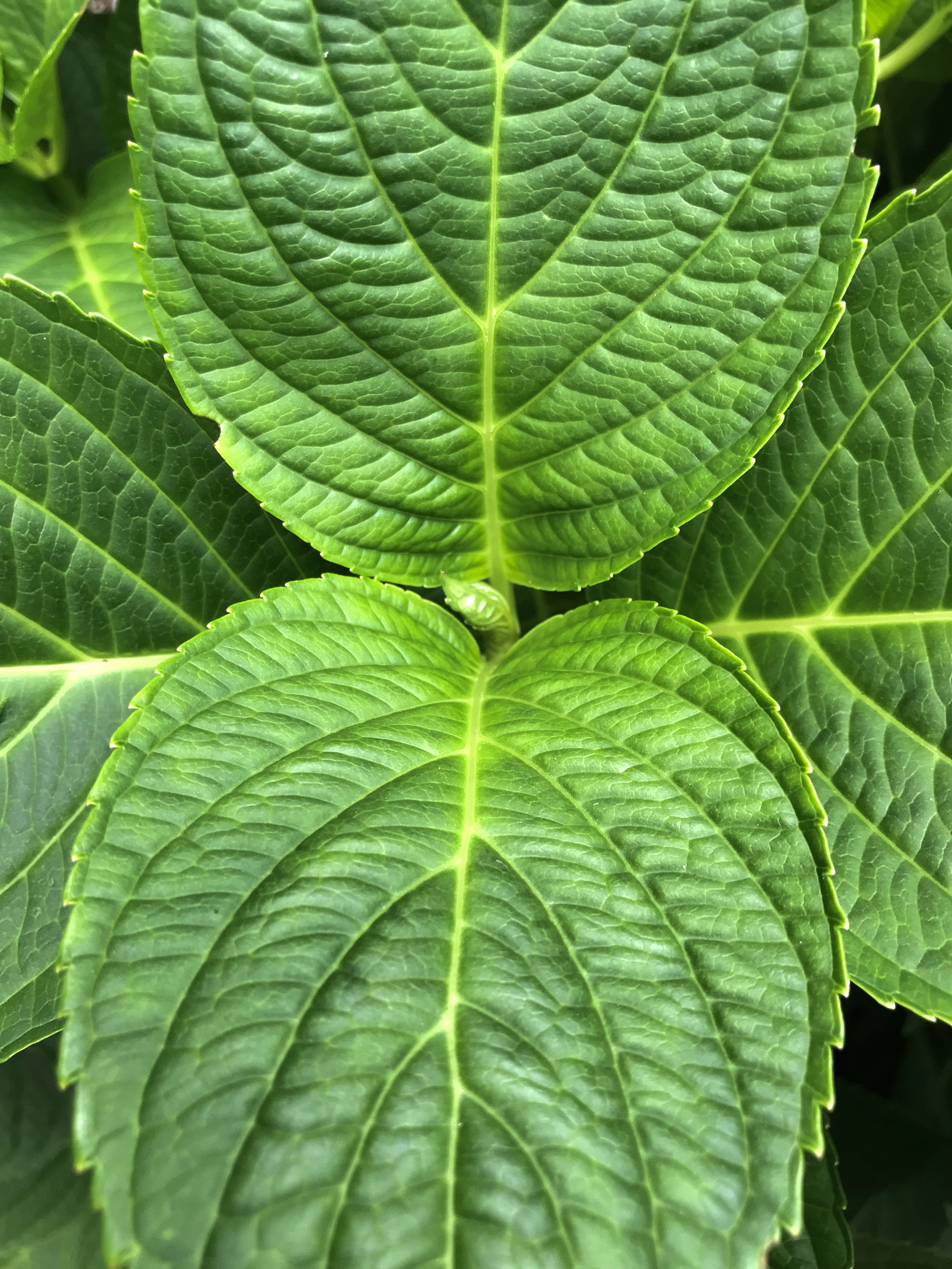 Plante à feuilles vertes en photographie en gros plan photo – Photo ...