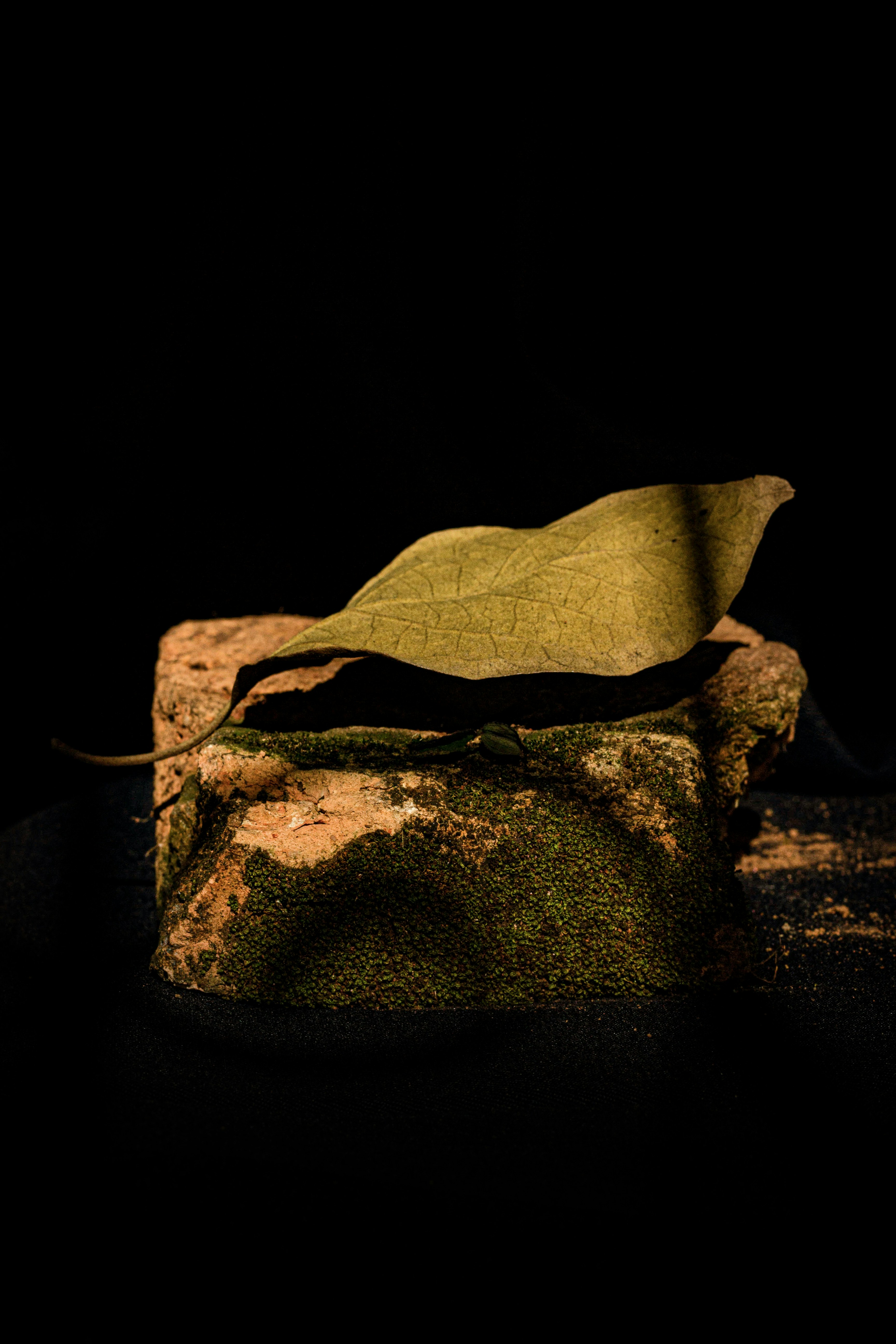 A dry leaf resting on a moss-covered stone against a dark background, highlighting the textures and interplay of light and shadow.