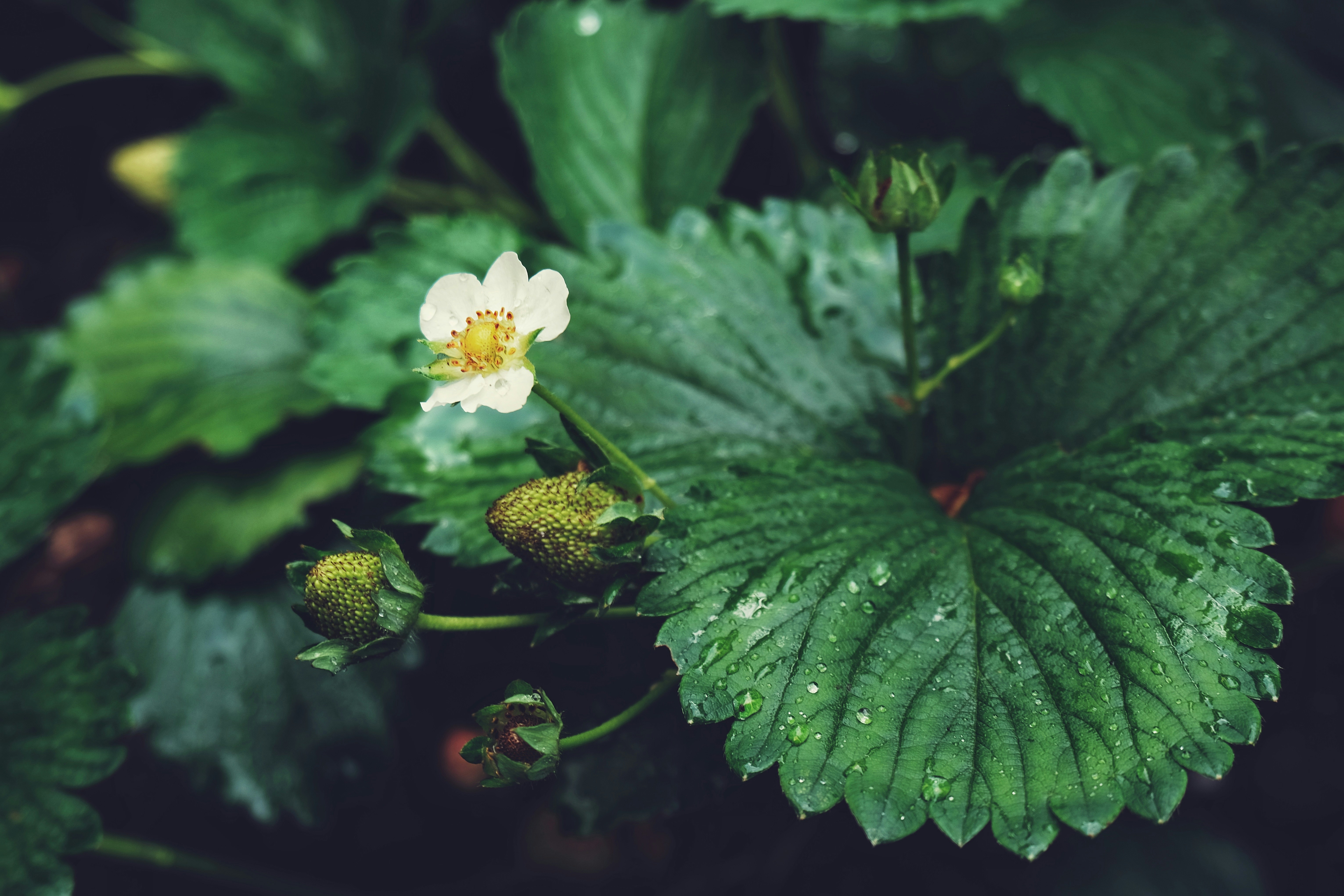 Delicate white strawberry flower blooms amidst lush green leaves, with small unripe strawberries nearby, glistening with dew.