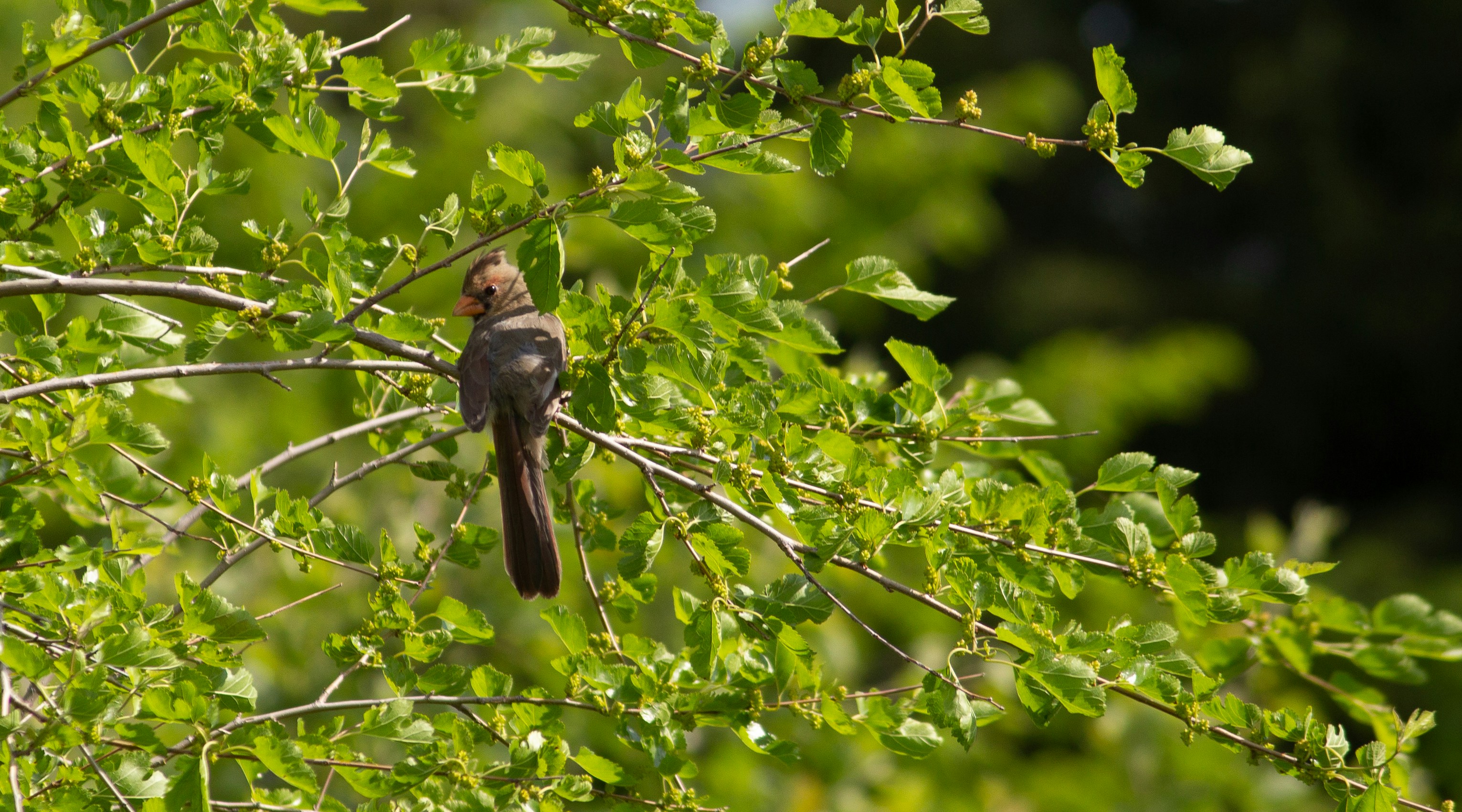 Bird perched on a branch surrounded by vibrant green leaves, showcasing its natural habitat.