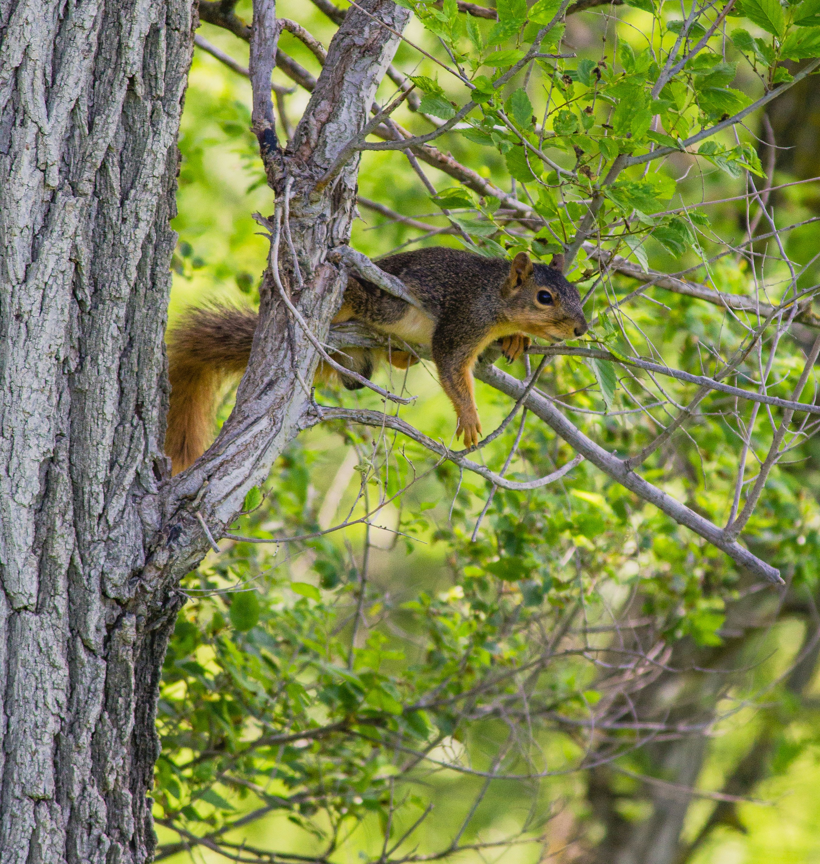Branch Scout: A Squirrel Pause Among Sunlit Leaves