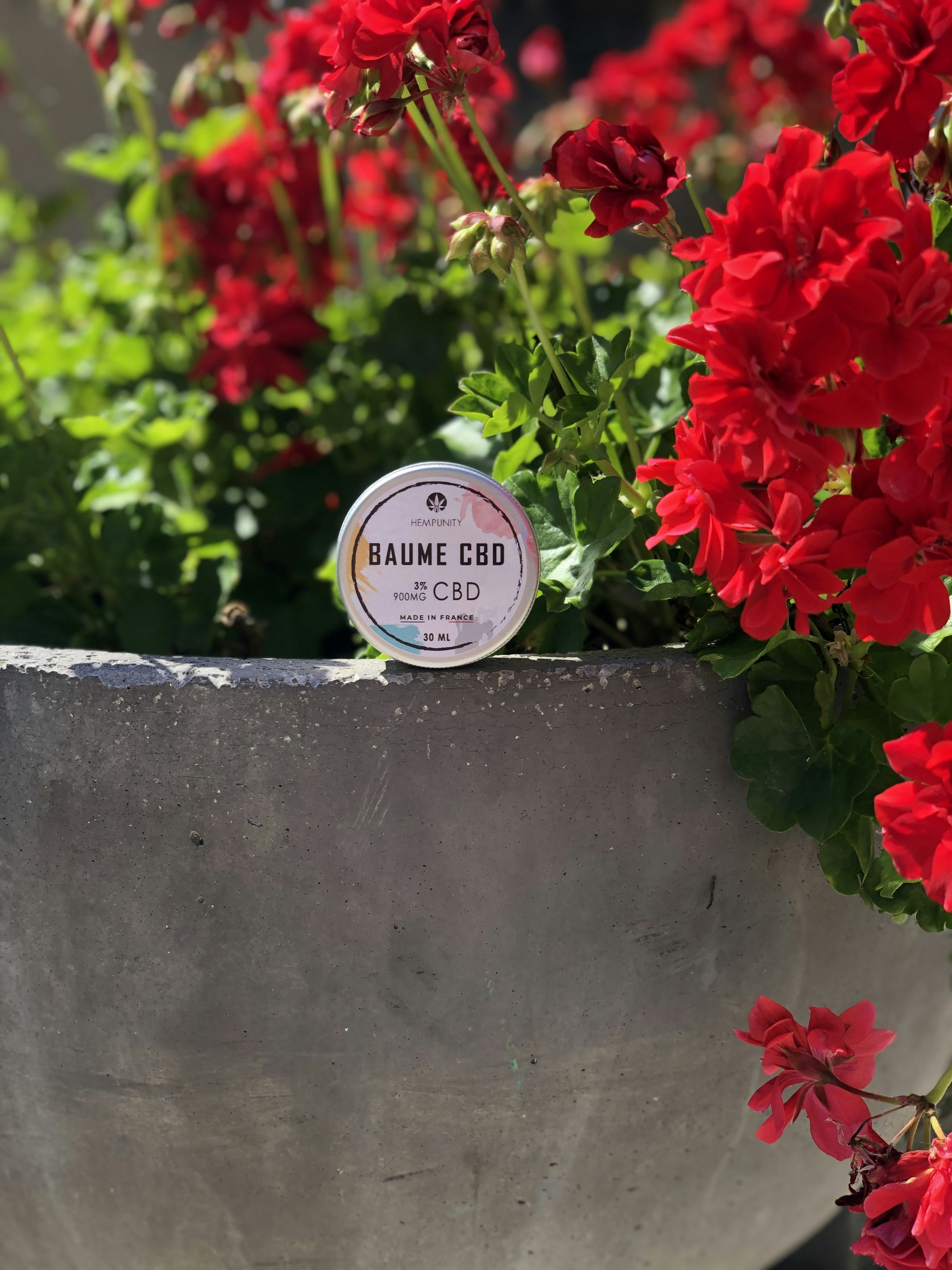 Red Cadence in a Concrete Pot: CBD Jar Among Rosy Blooms