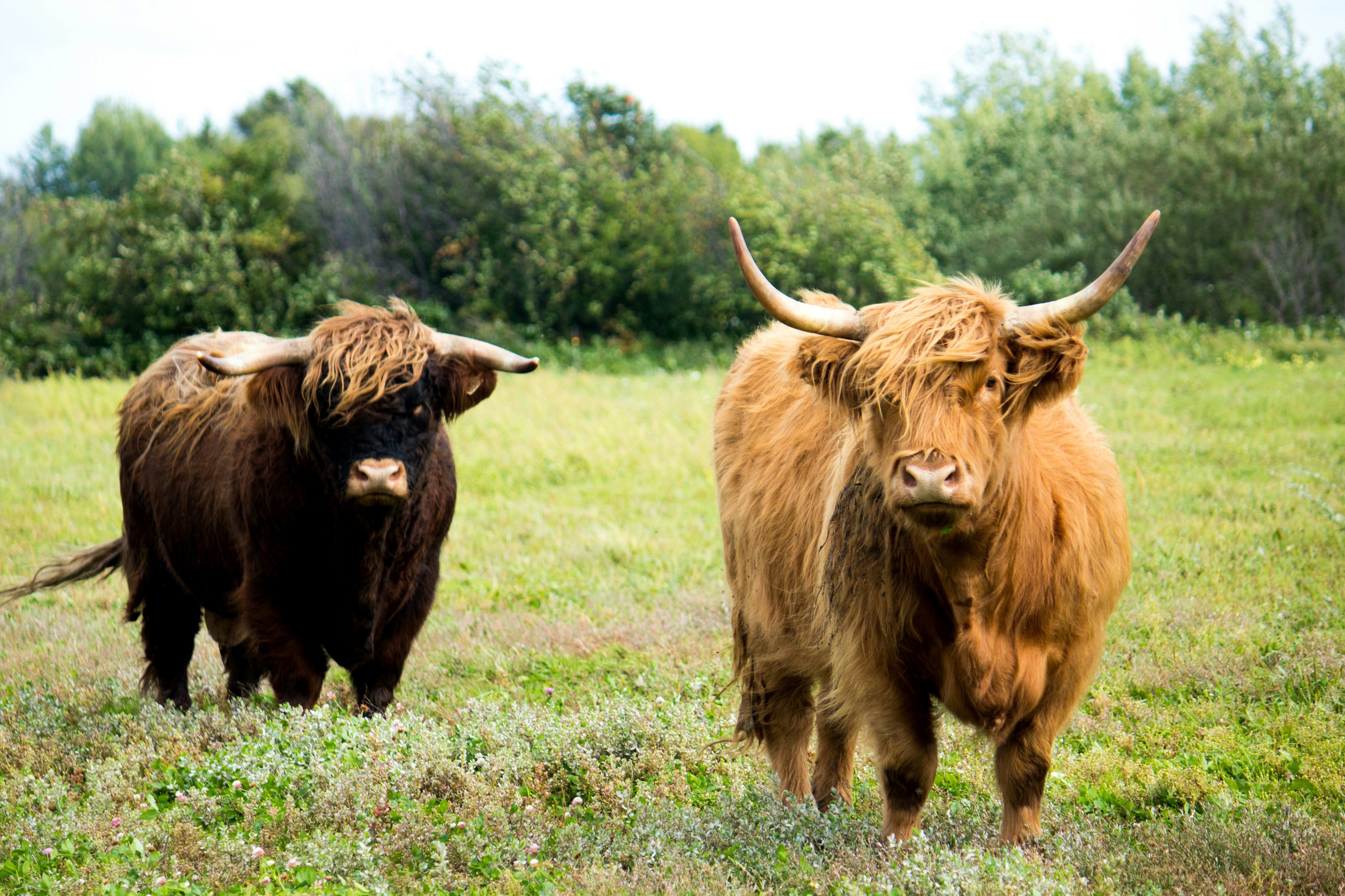 Brown yak on green grass field during daytime photo – Free Chambord ...