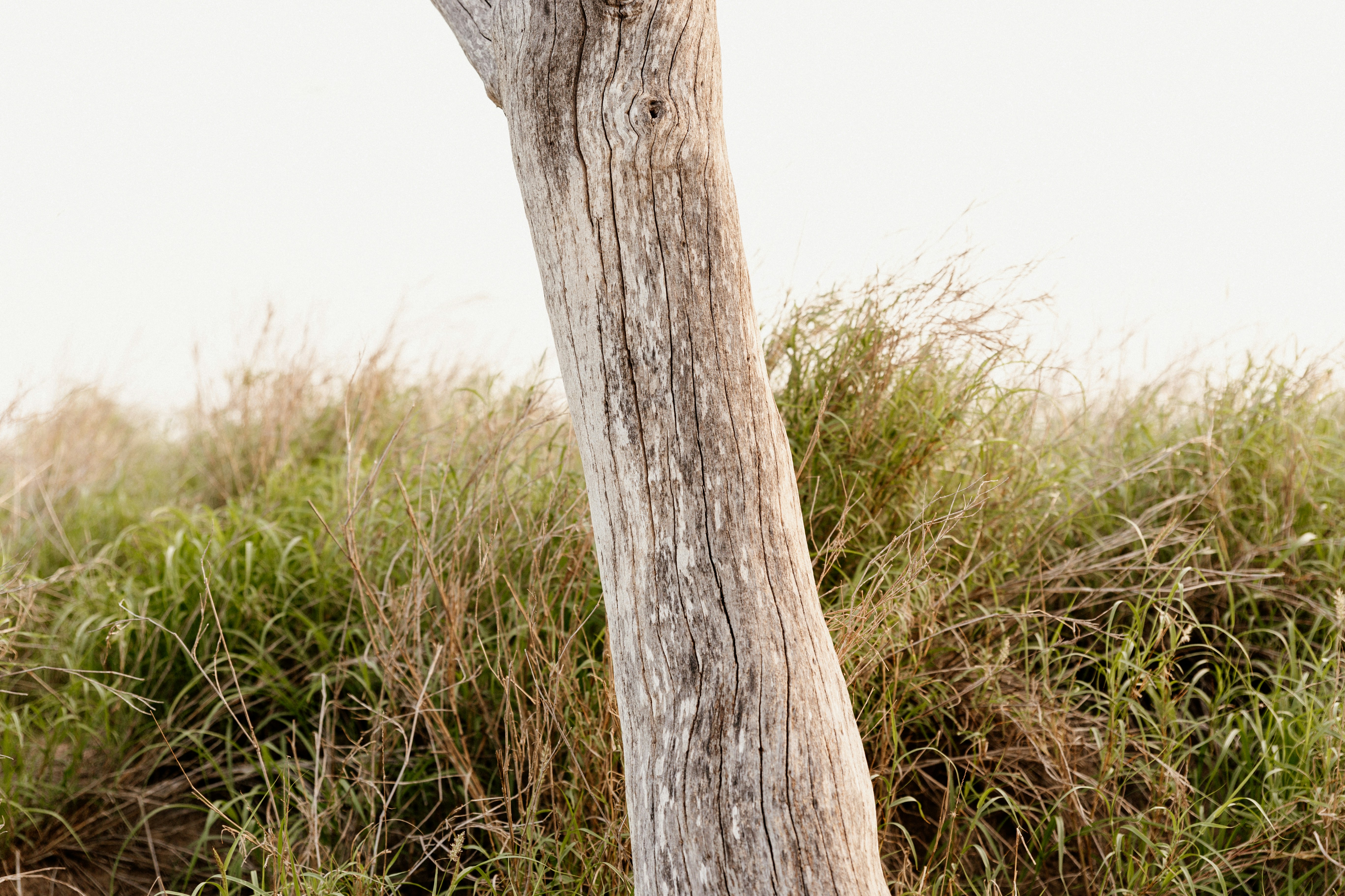 Gnarled Trunk Rising Through Quiet Prairie Grass