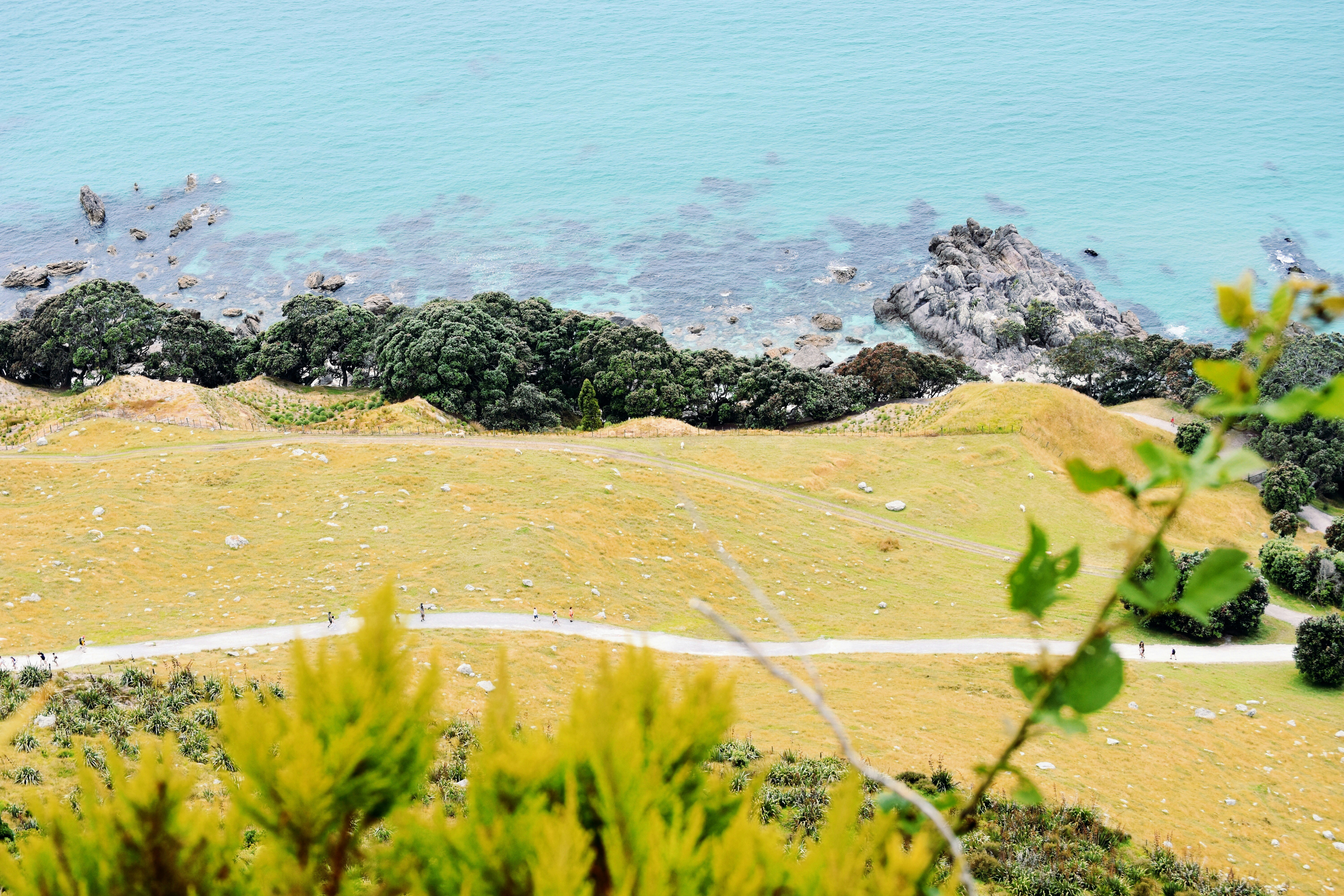 Trail winding through grassy hills overlooking turquoise ocean waves.