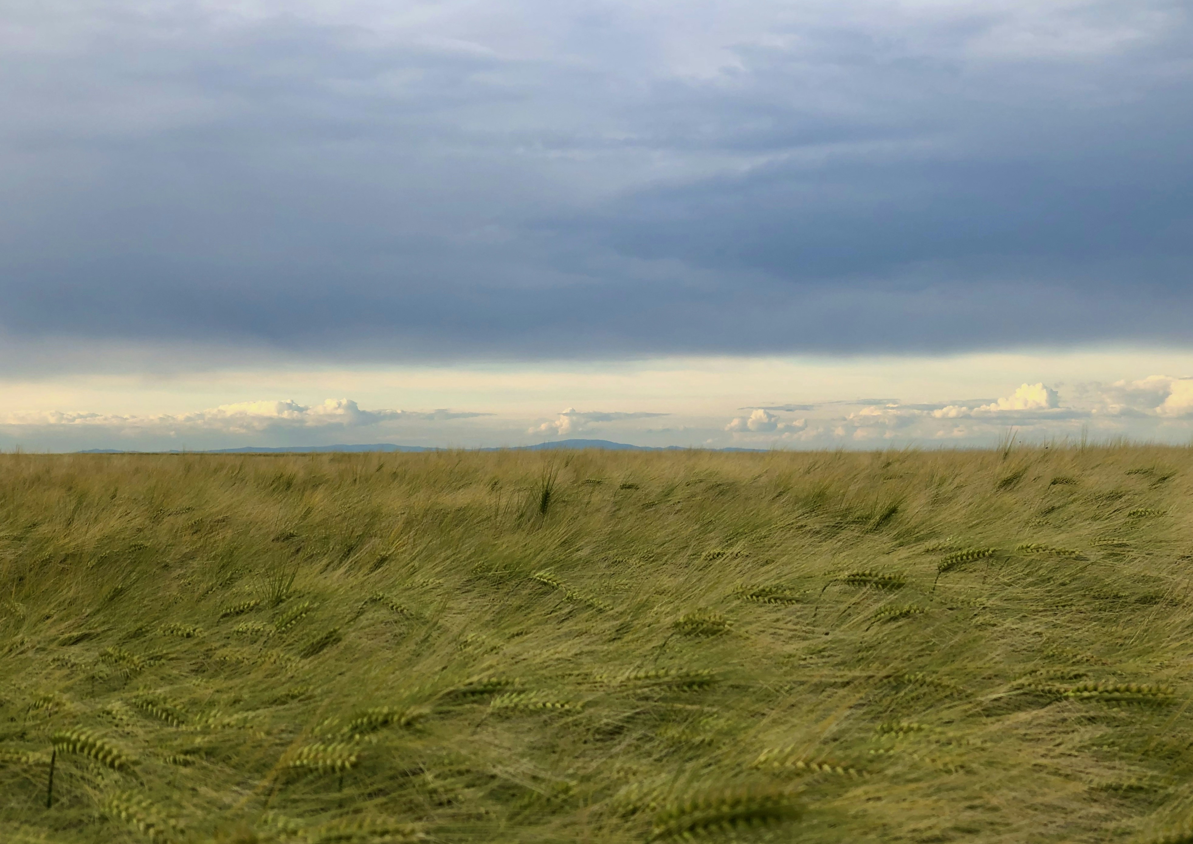 Expansive grassy field swaying under a moody sky with distant clouds.