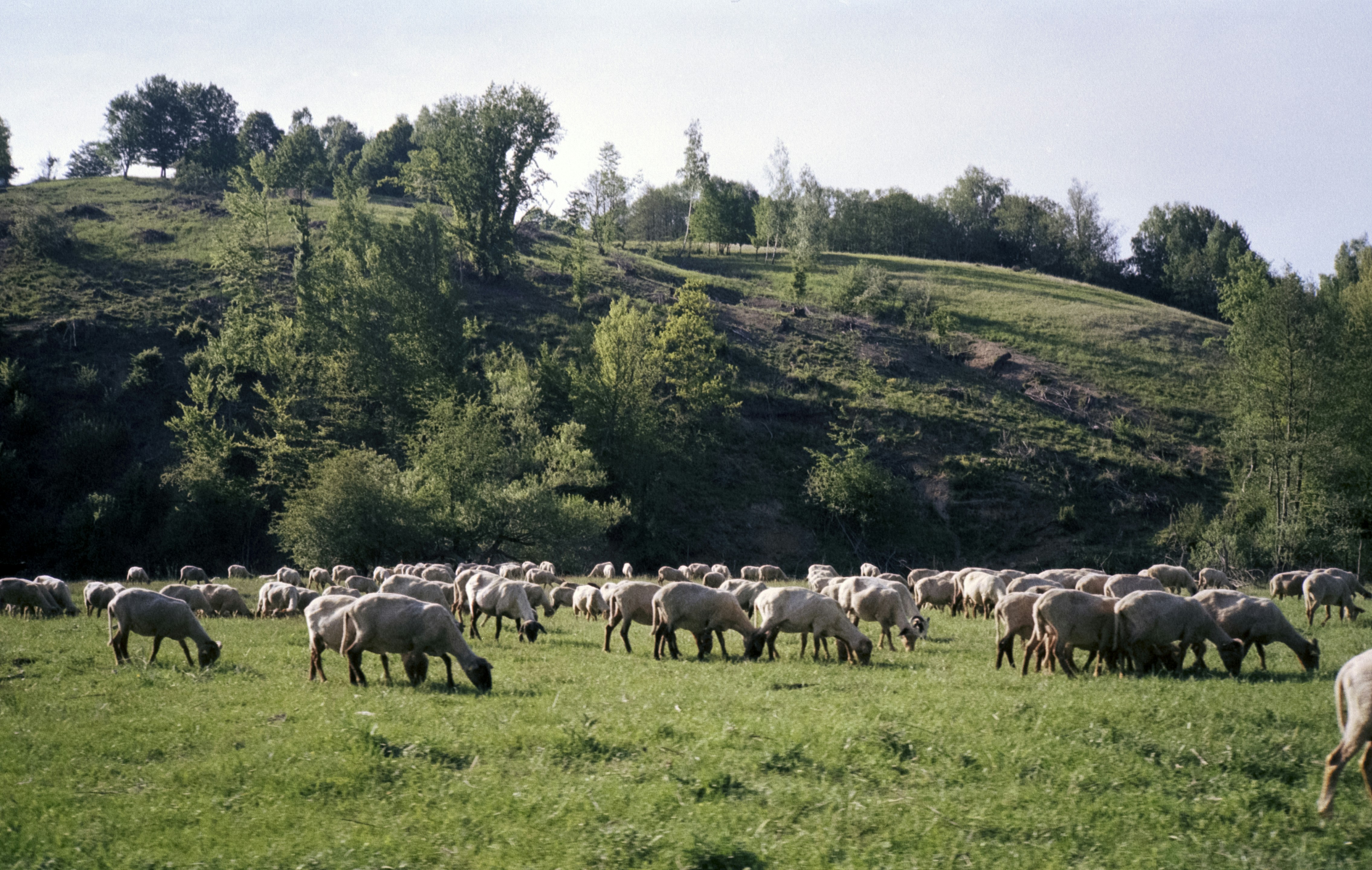 A flock of sheep grazes peacefully on lush green grass, surrounded by gentle hills and trees. The serene landscape captures rural life in harmony with nature.