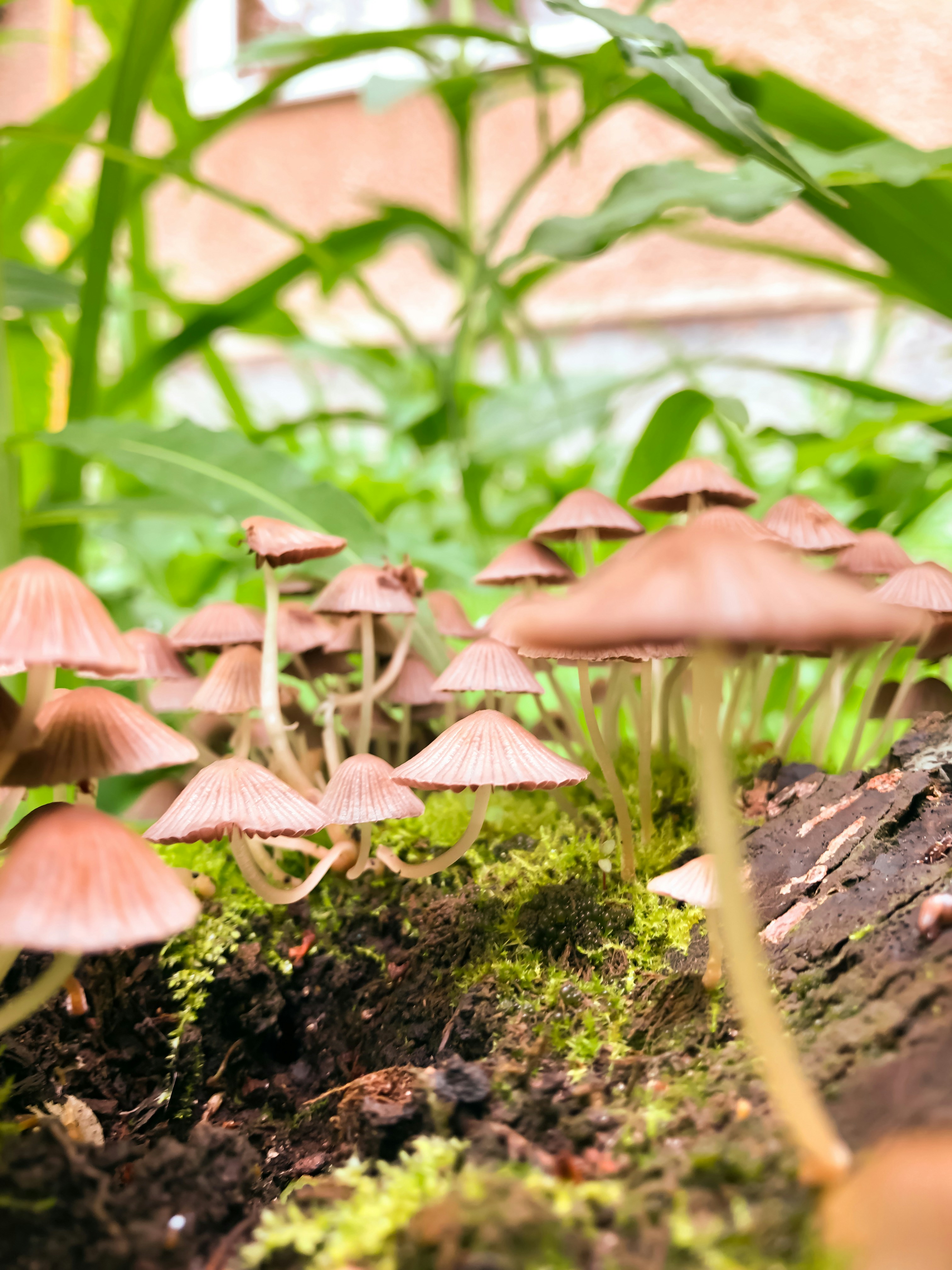 Cluster of delicate mushrooms emerging from the earth, surrounded by lush greenery. Soft natural light highlights their intricate details.