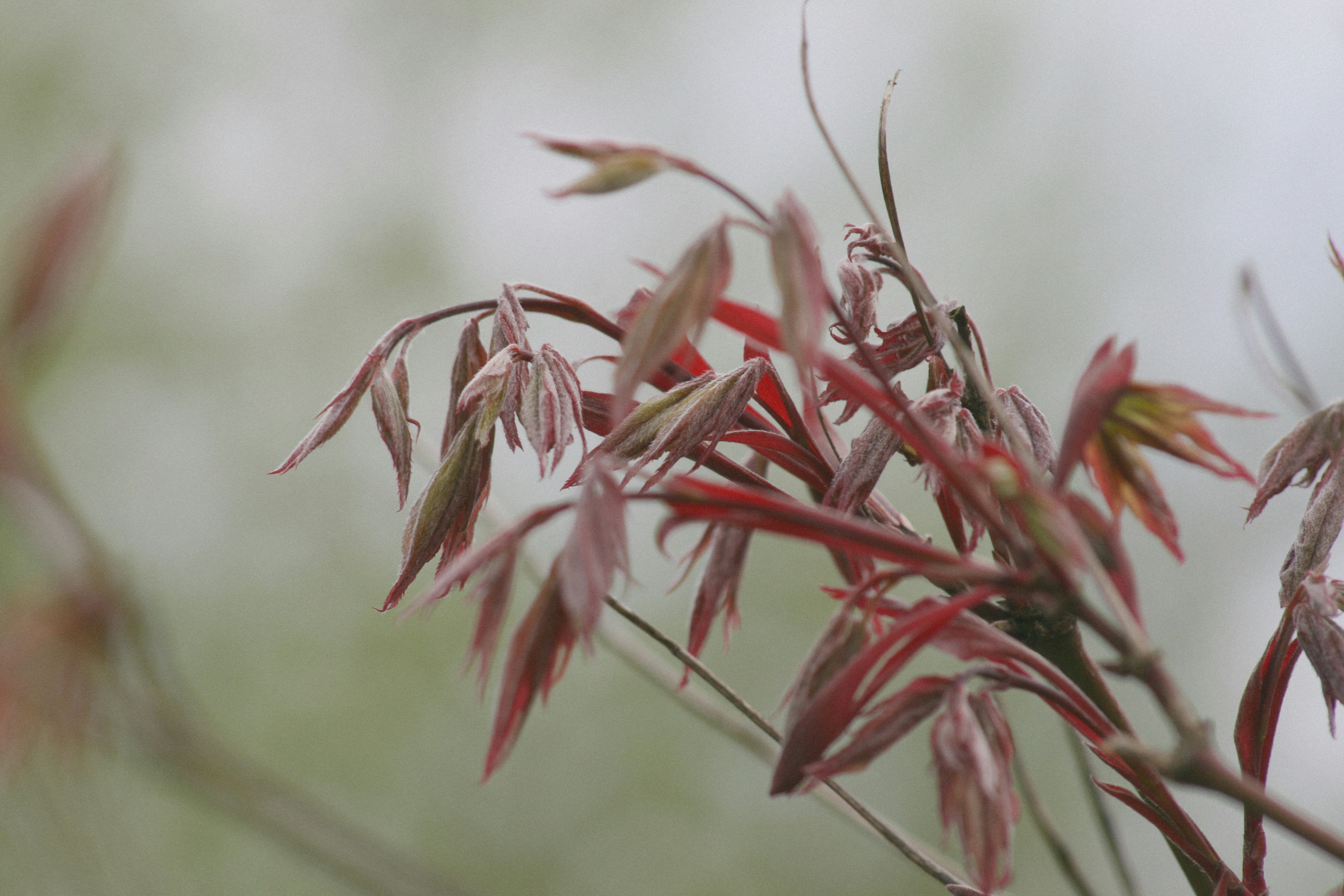Plante rouge et verte en gros plan photo – Photo Plante Gratuite sur ...