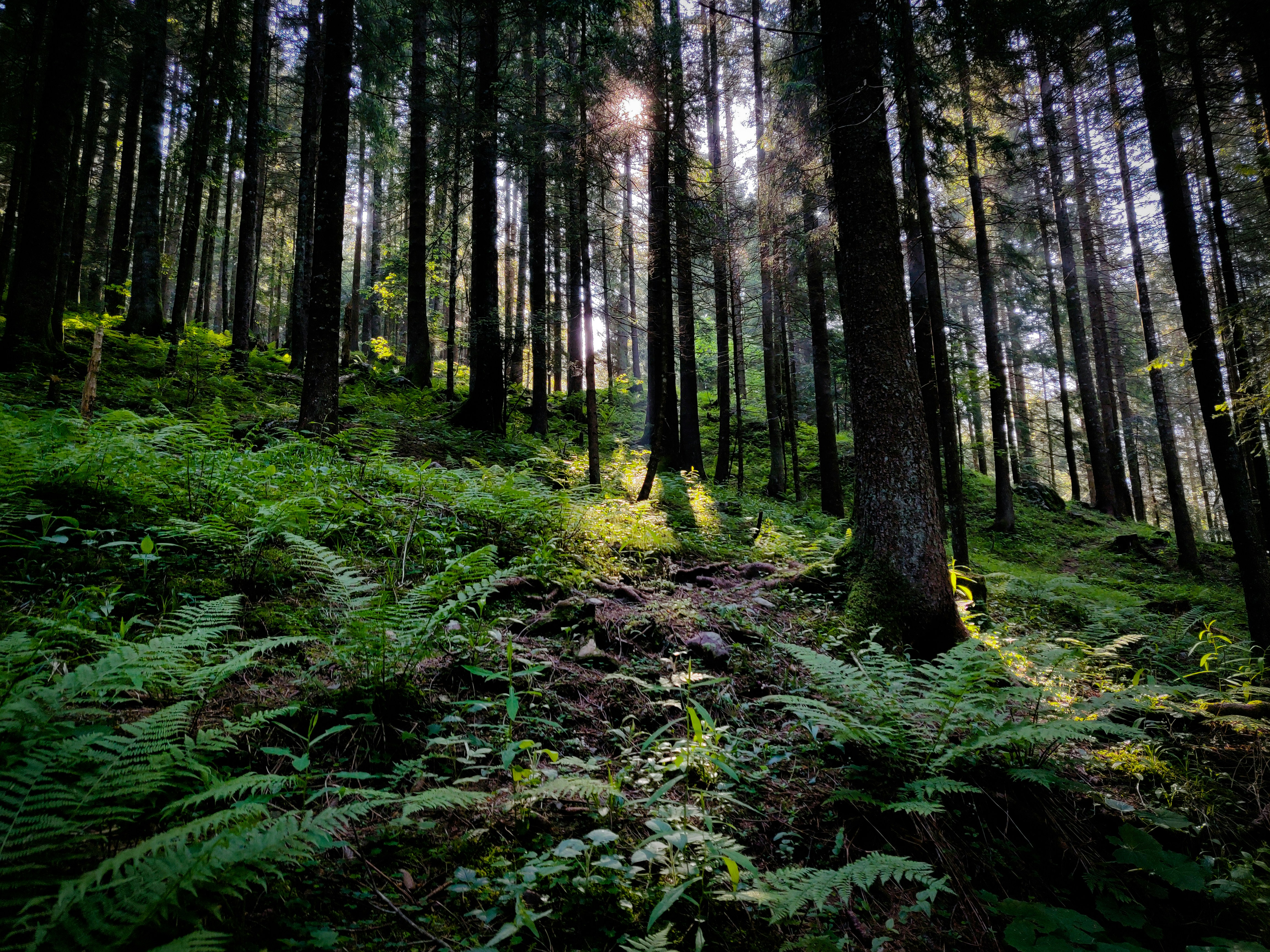 Sunlight filtering through tall trees illuminates a lush green forest floor, dotted with ferns and undergrowth.
