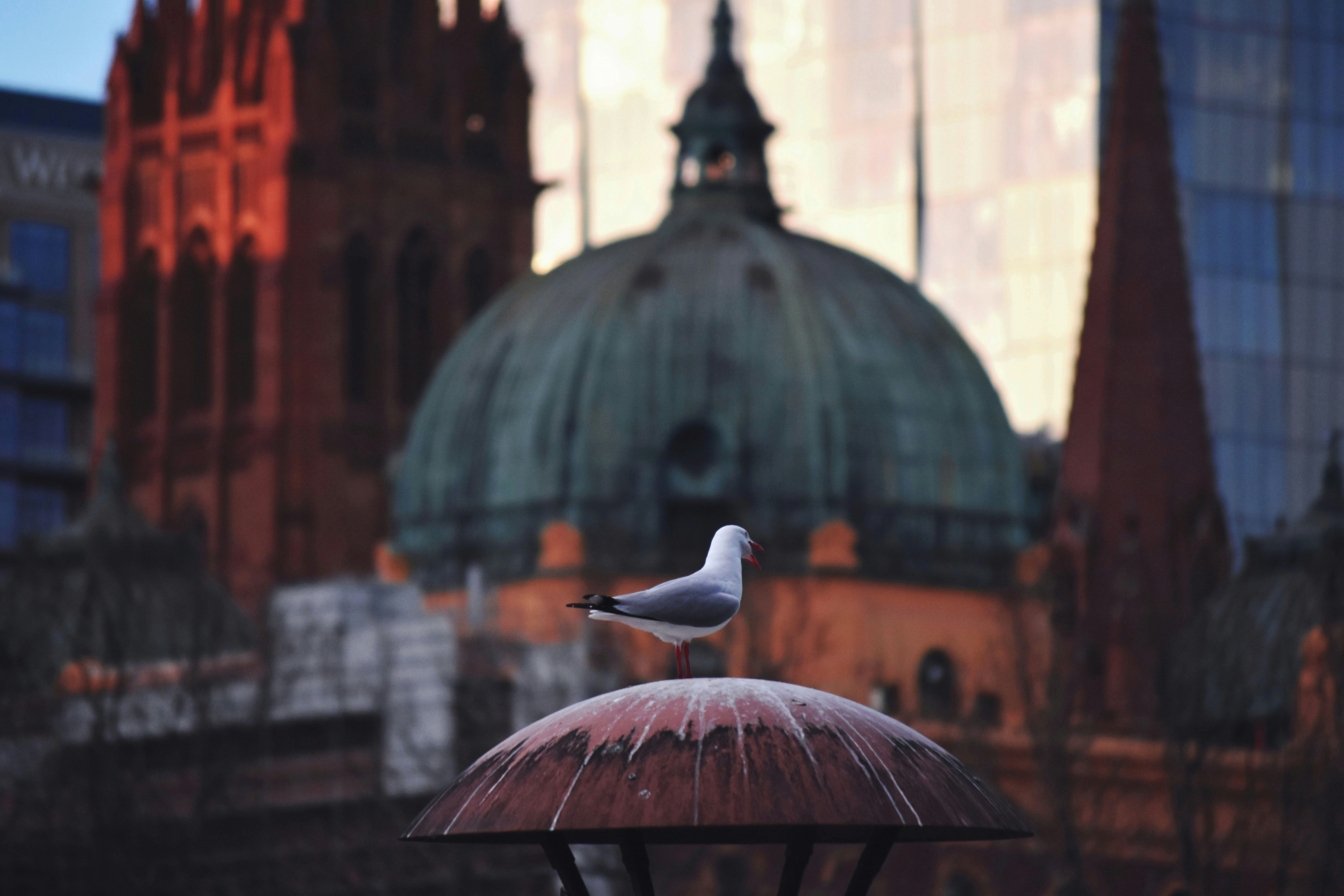 Seabird Sentinel Over a Dome: cityscape at dusk