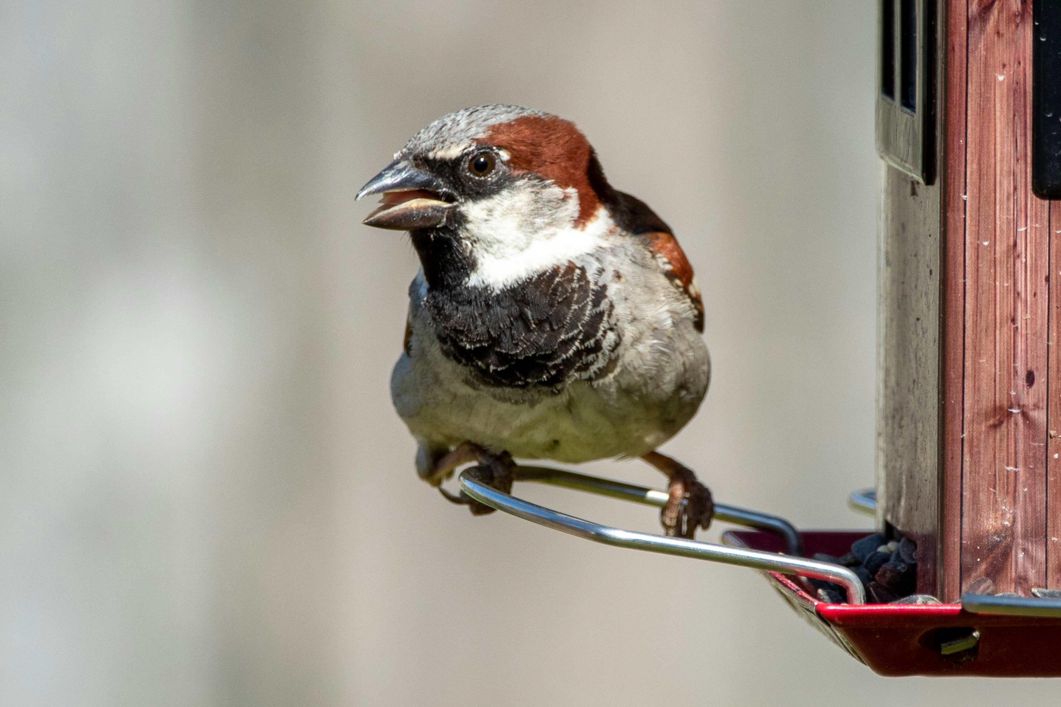 Perched in Focus: A House Sparrow at a Weathered Feeder
