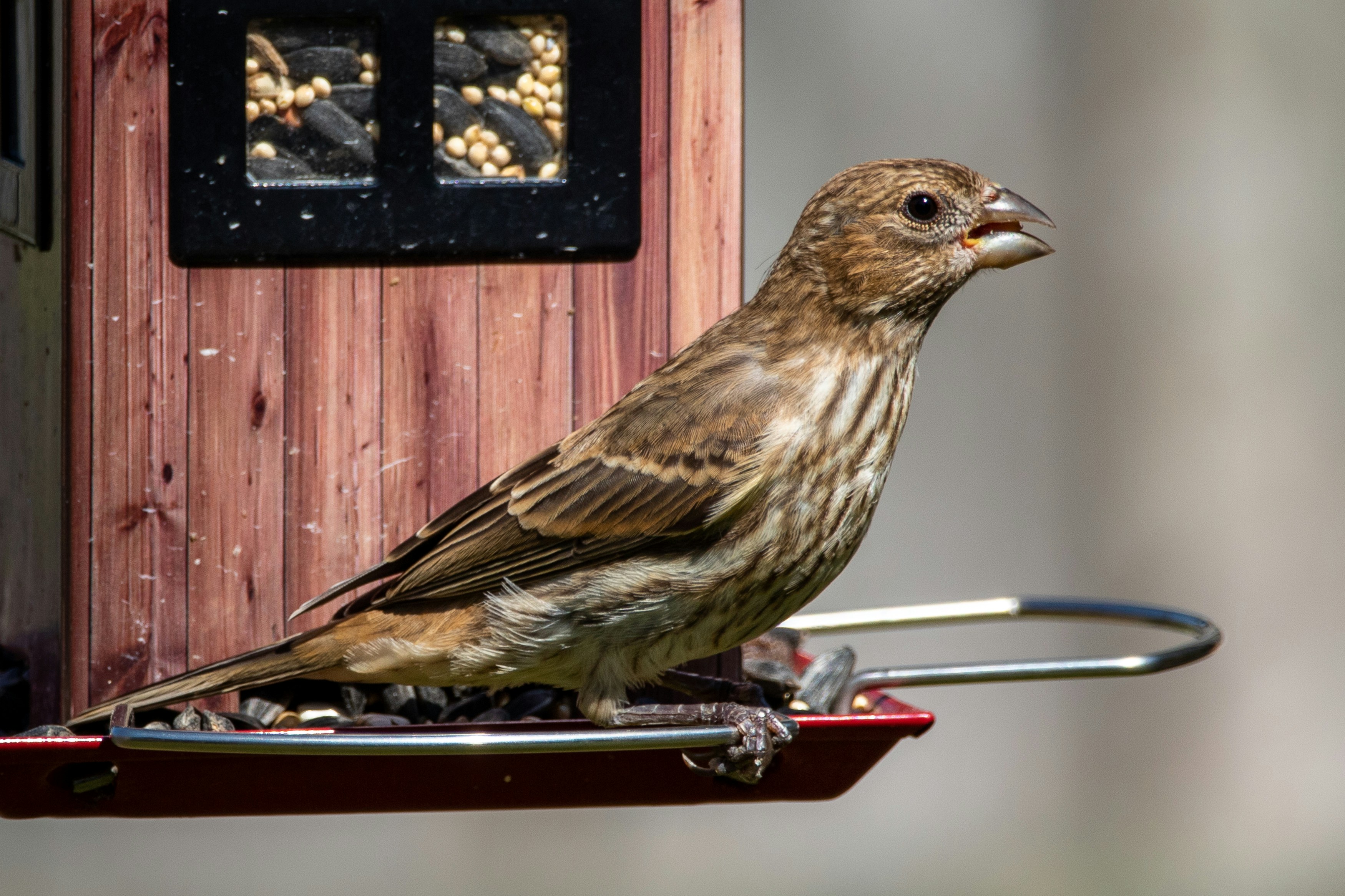 A female house finch eating some birdseed on my bird feeder.