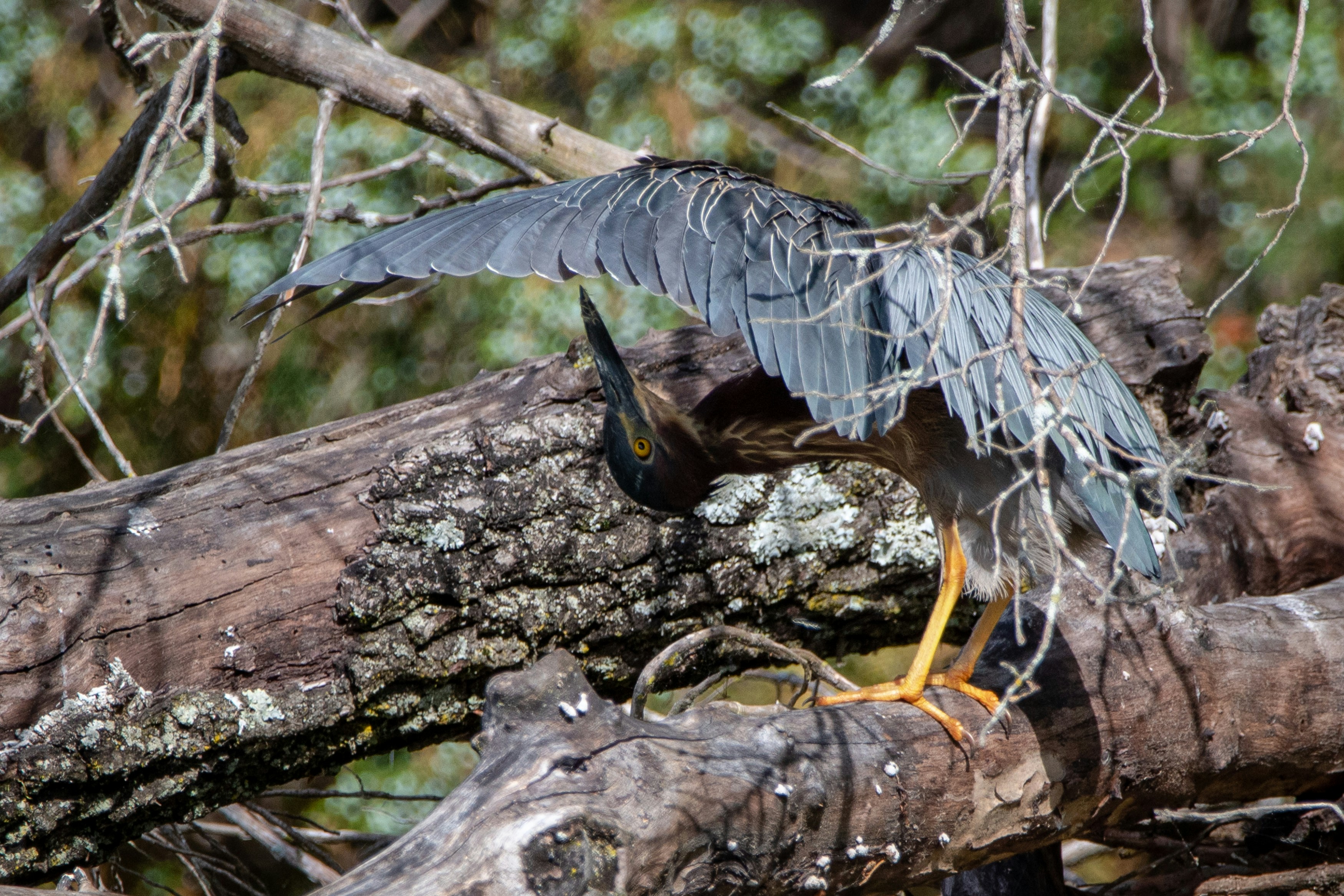 Forest Heron in Mid-Flight: Wings Over Weathered Logs