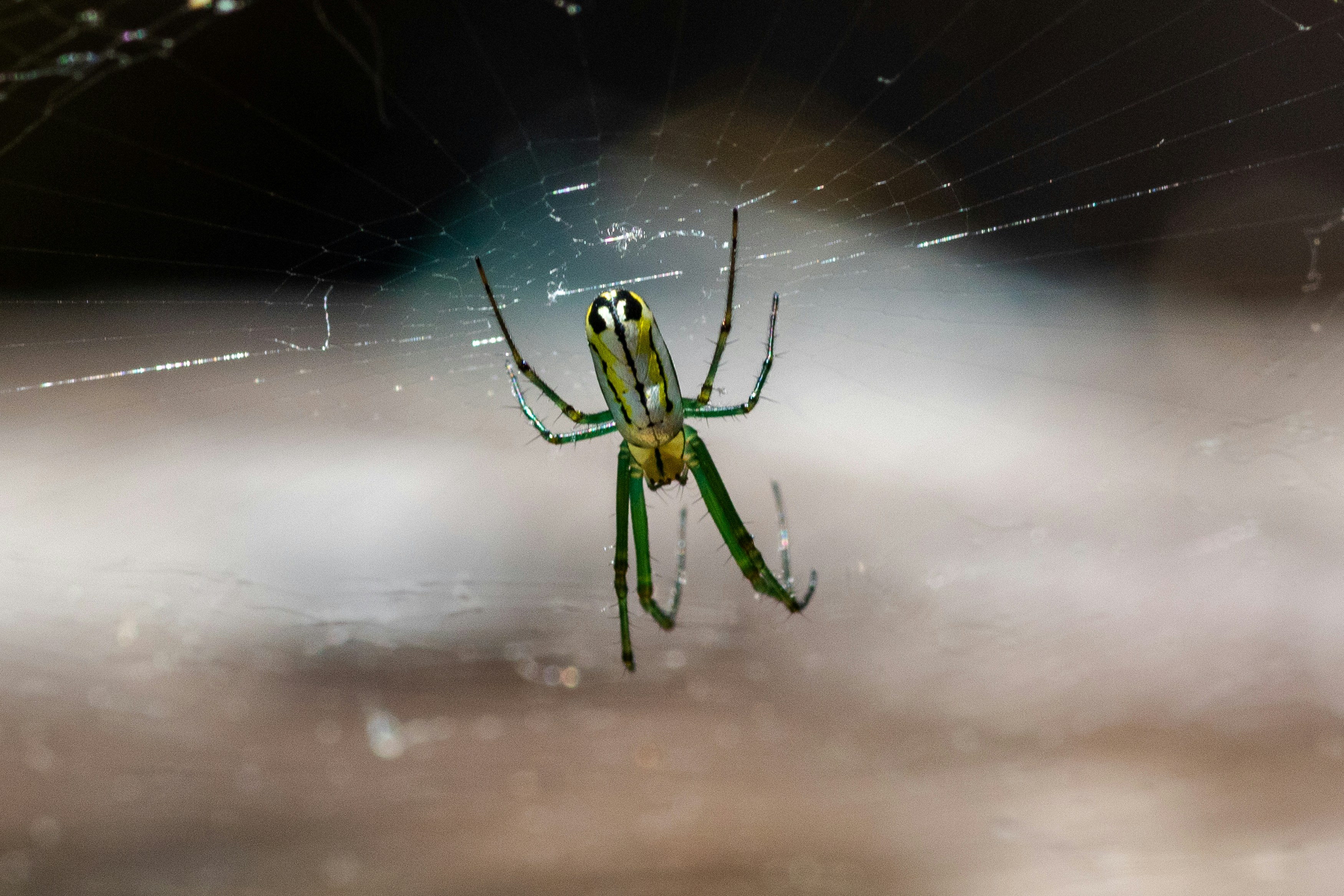 A venusta orchard spider in my backyard.