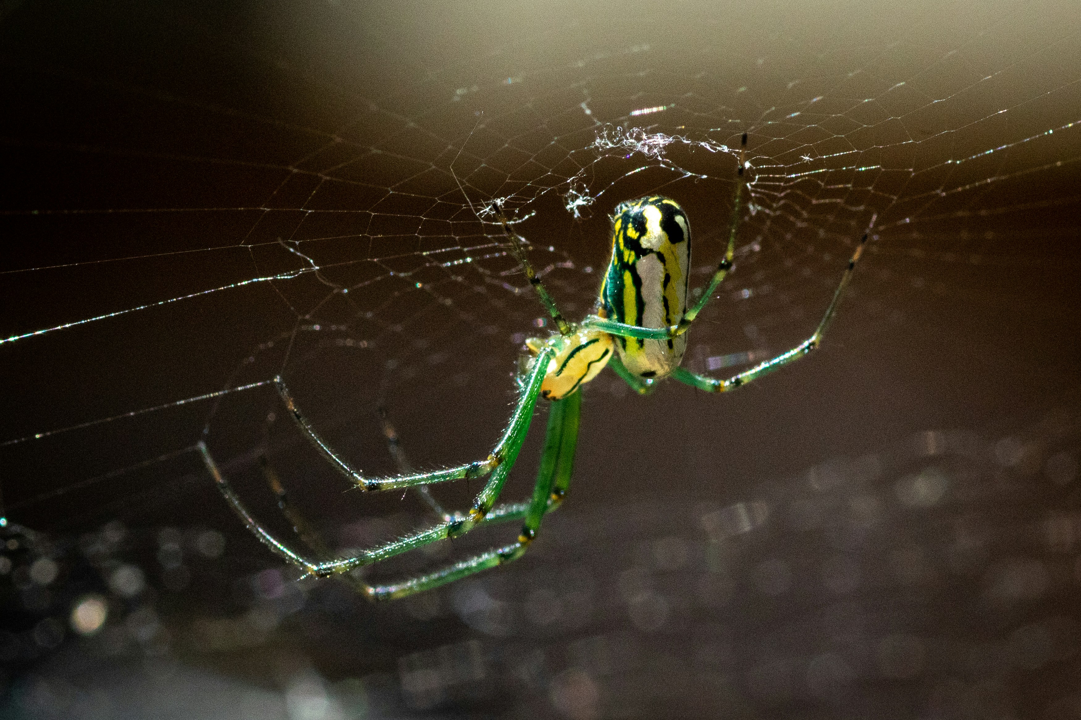 Verdant Orb-Weaver on Silk Filigree Under a Dark Veil