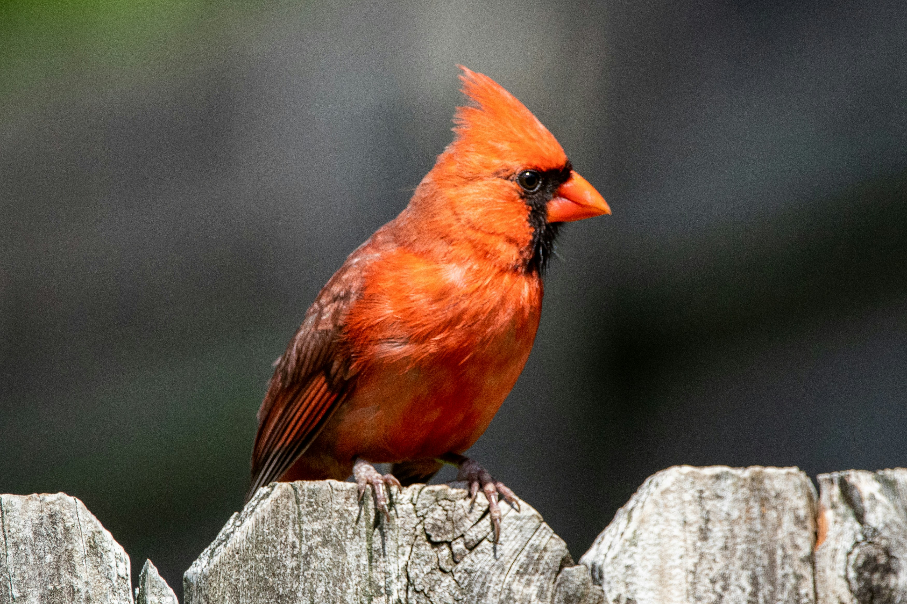 A cardinal perched on my backyard fence.