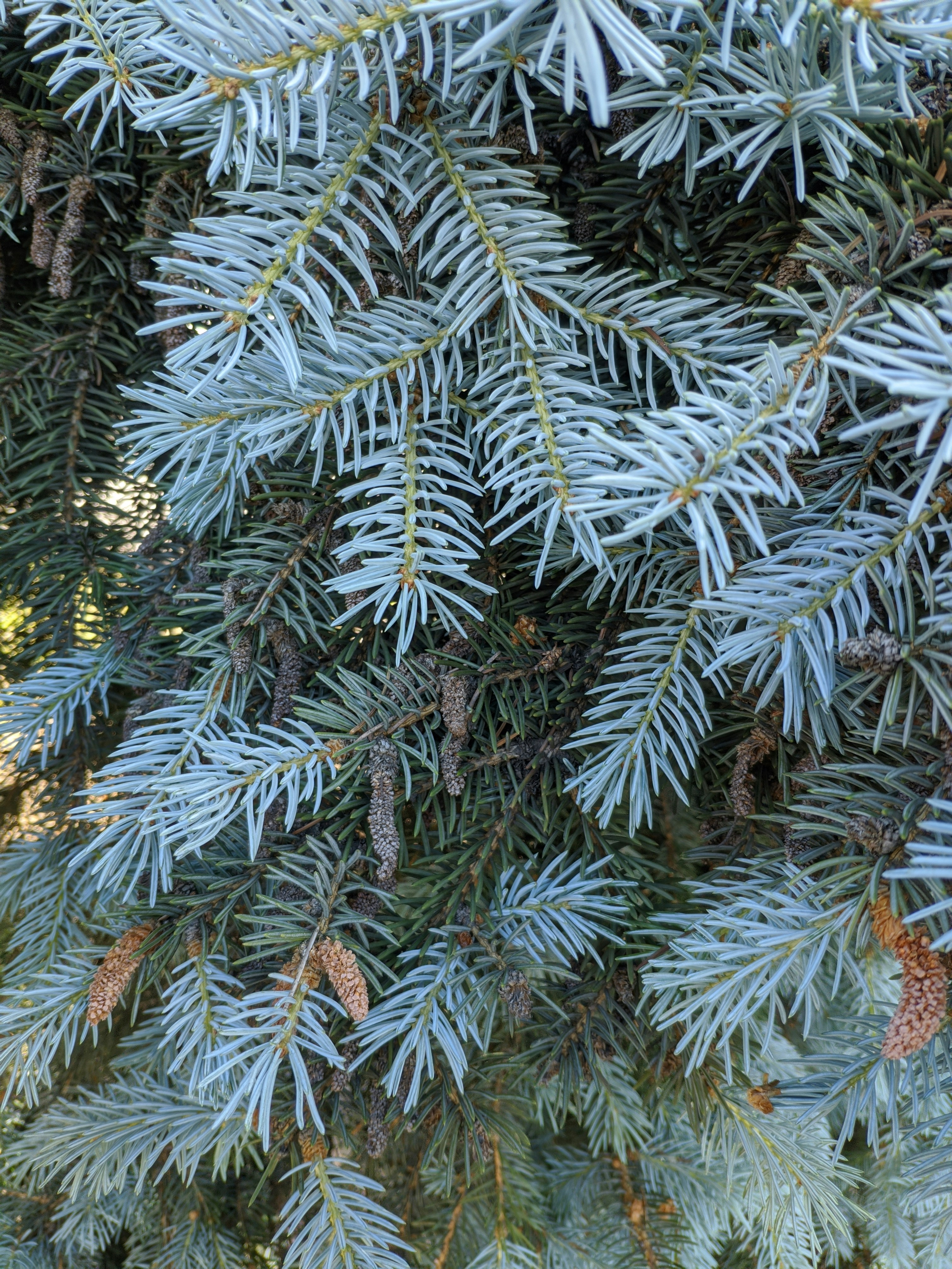 Close-up of silvery-blue pine needles interspersed with green foliage, showcasing the intricate textures and colors of coniferous trees.