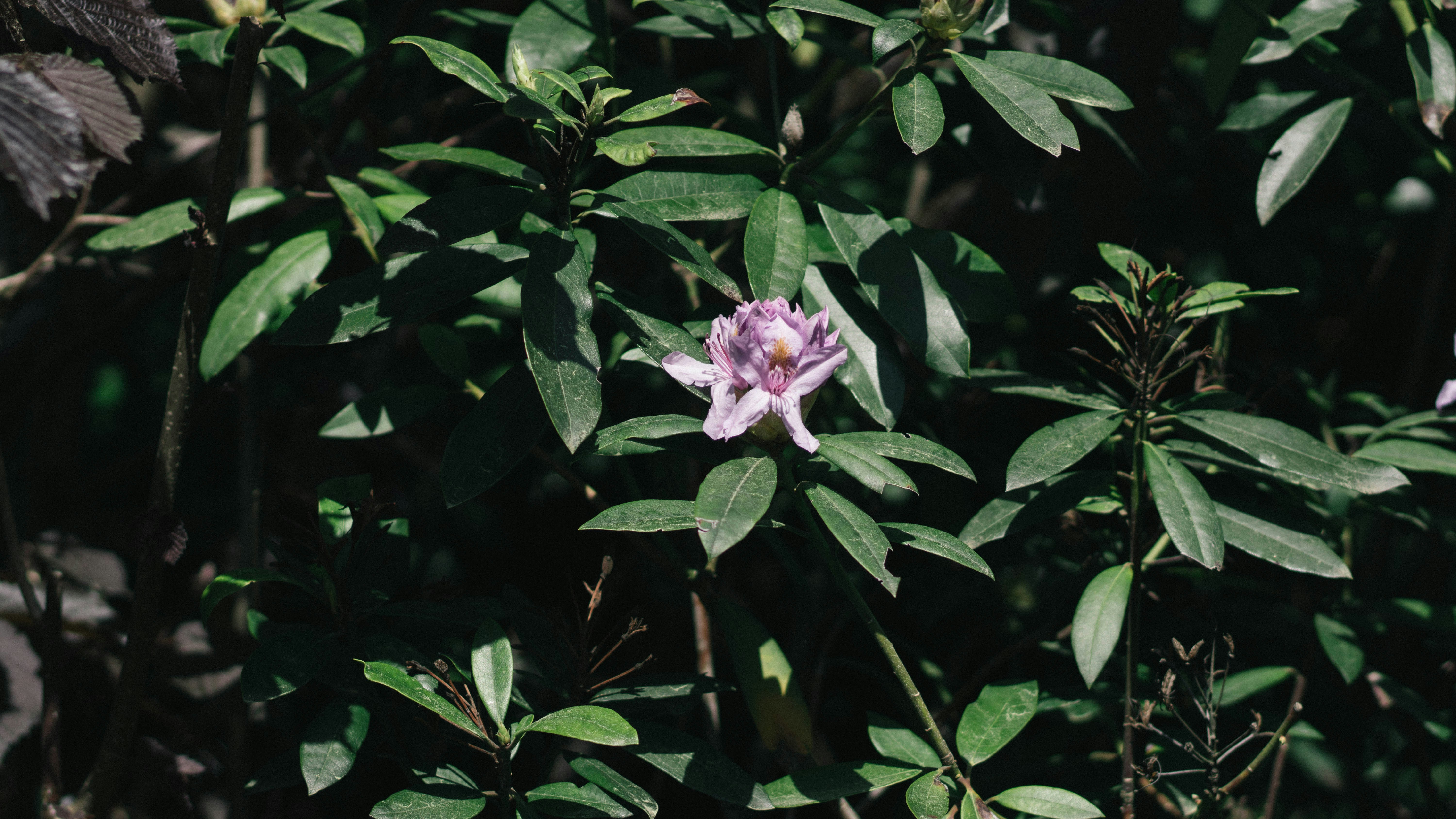 Lavender Blossom Amid Deep Green Enclosure