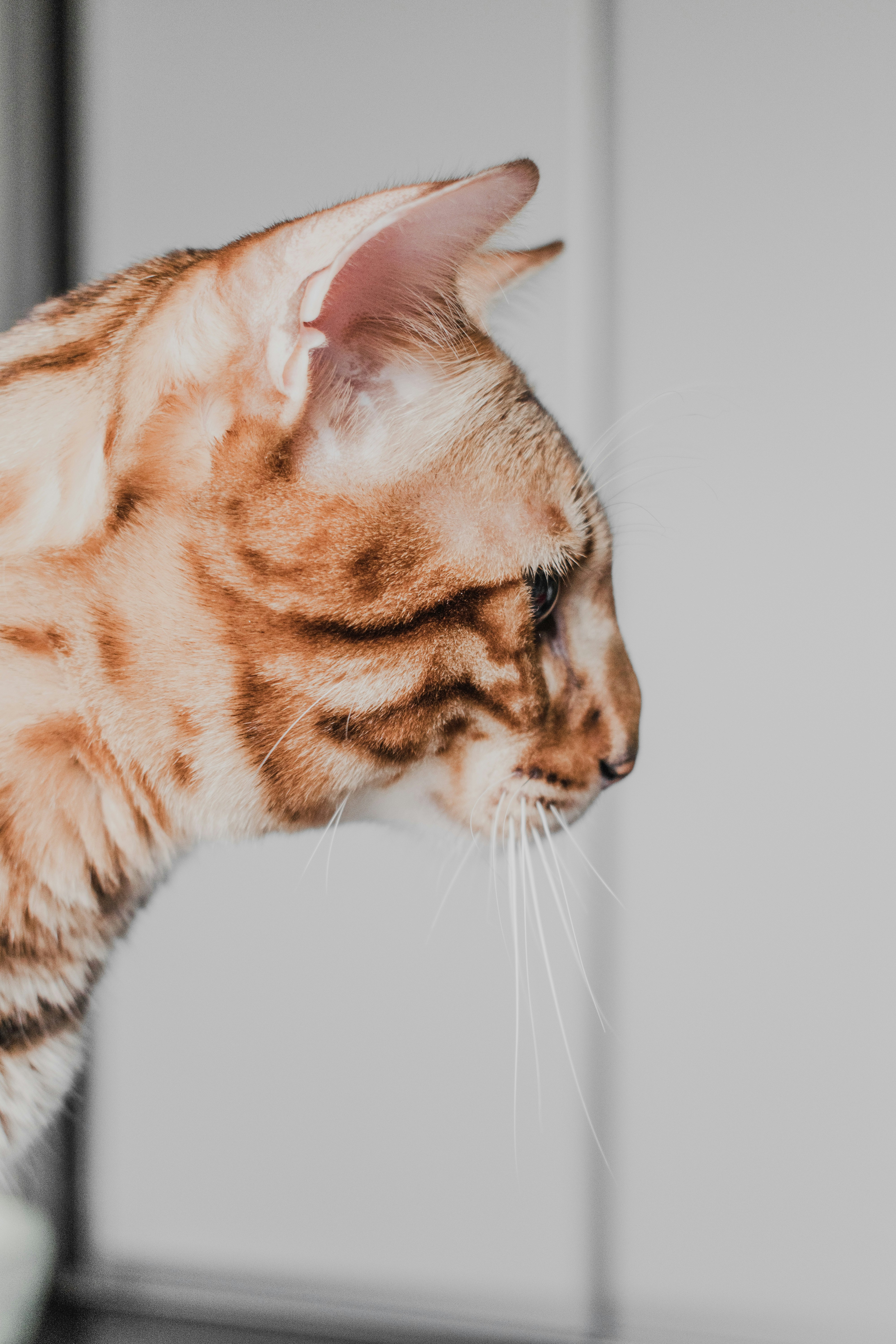 Profile view of a Bengal cat, showcasing its distinctive fur patterns and attentive expression against a soft, neutral background.
