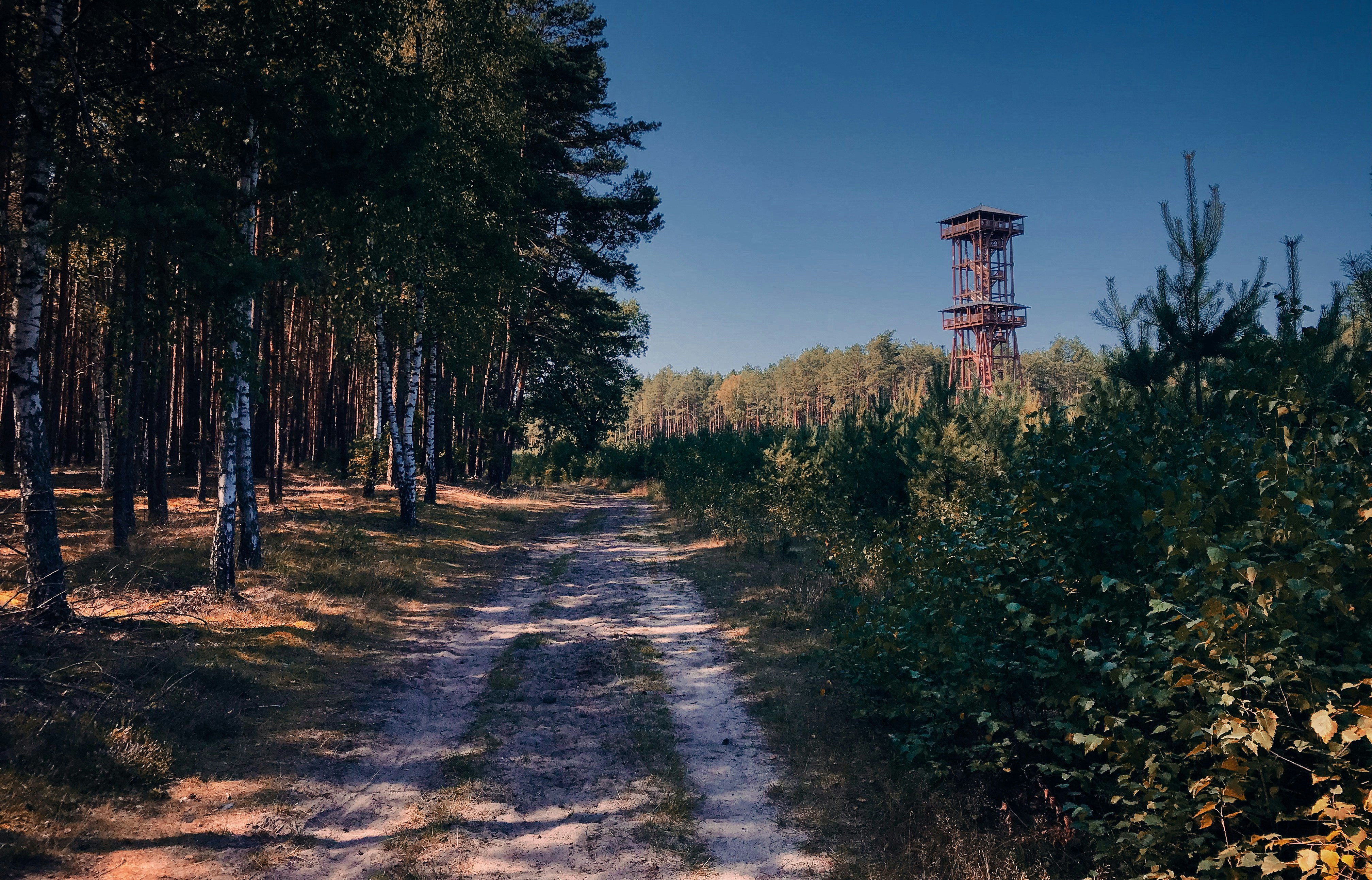 Watchtower in the forest.