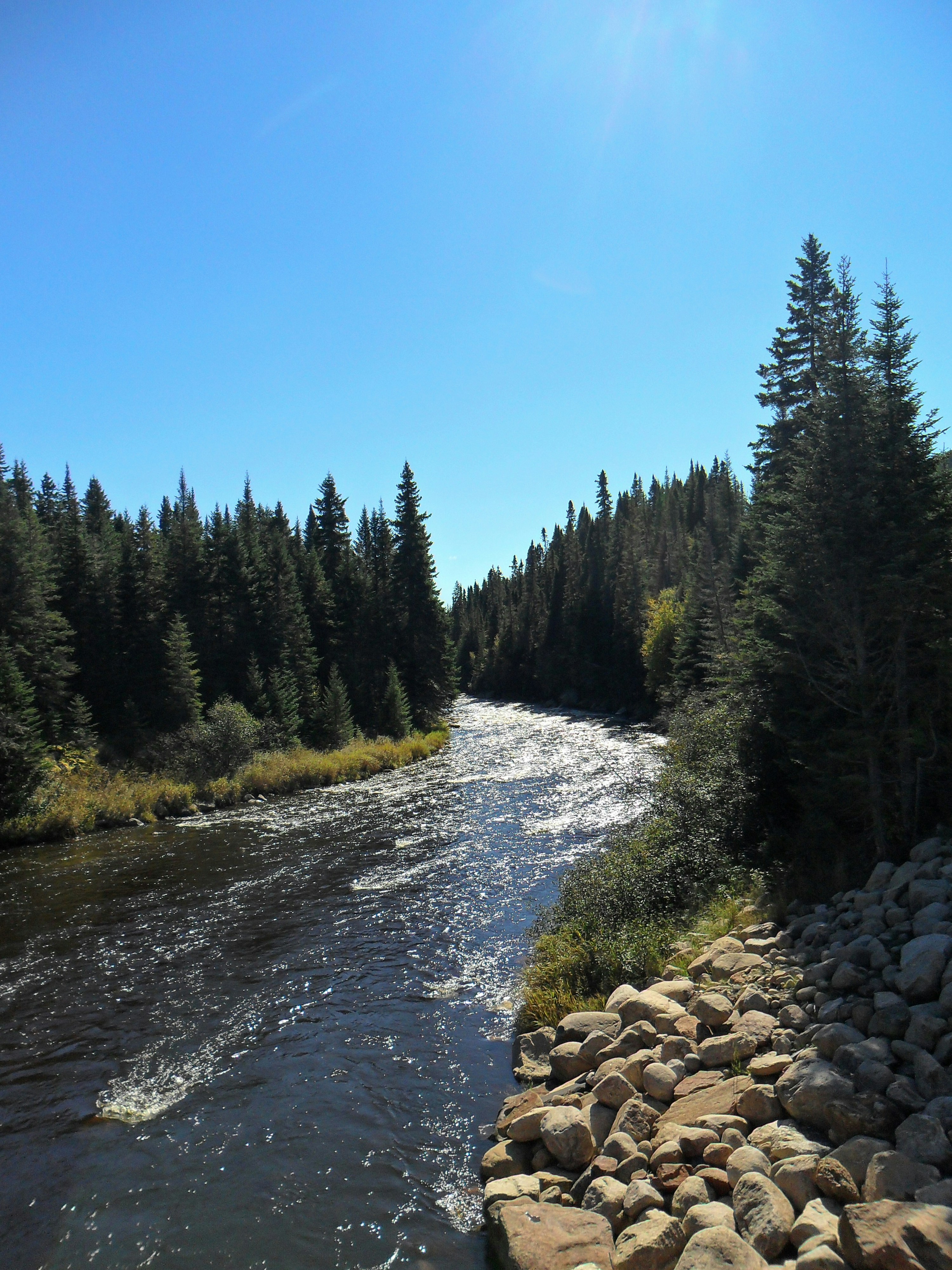 Green pine trees beside river under blue sky during daytime photo ...