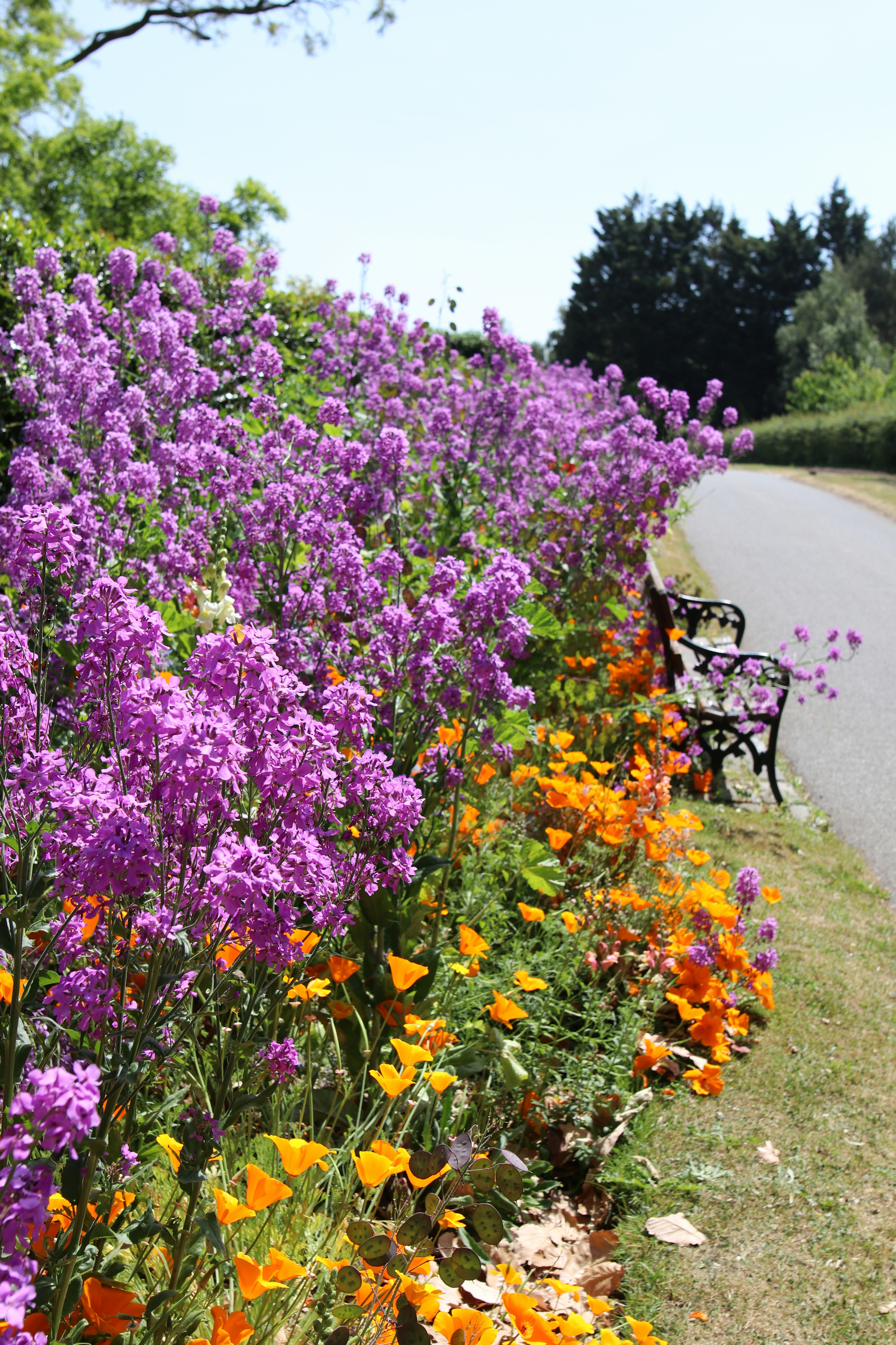 A Corridor of Purple Blooms Along the Sunlit Path