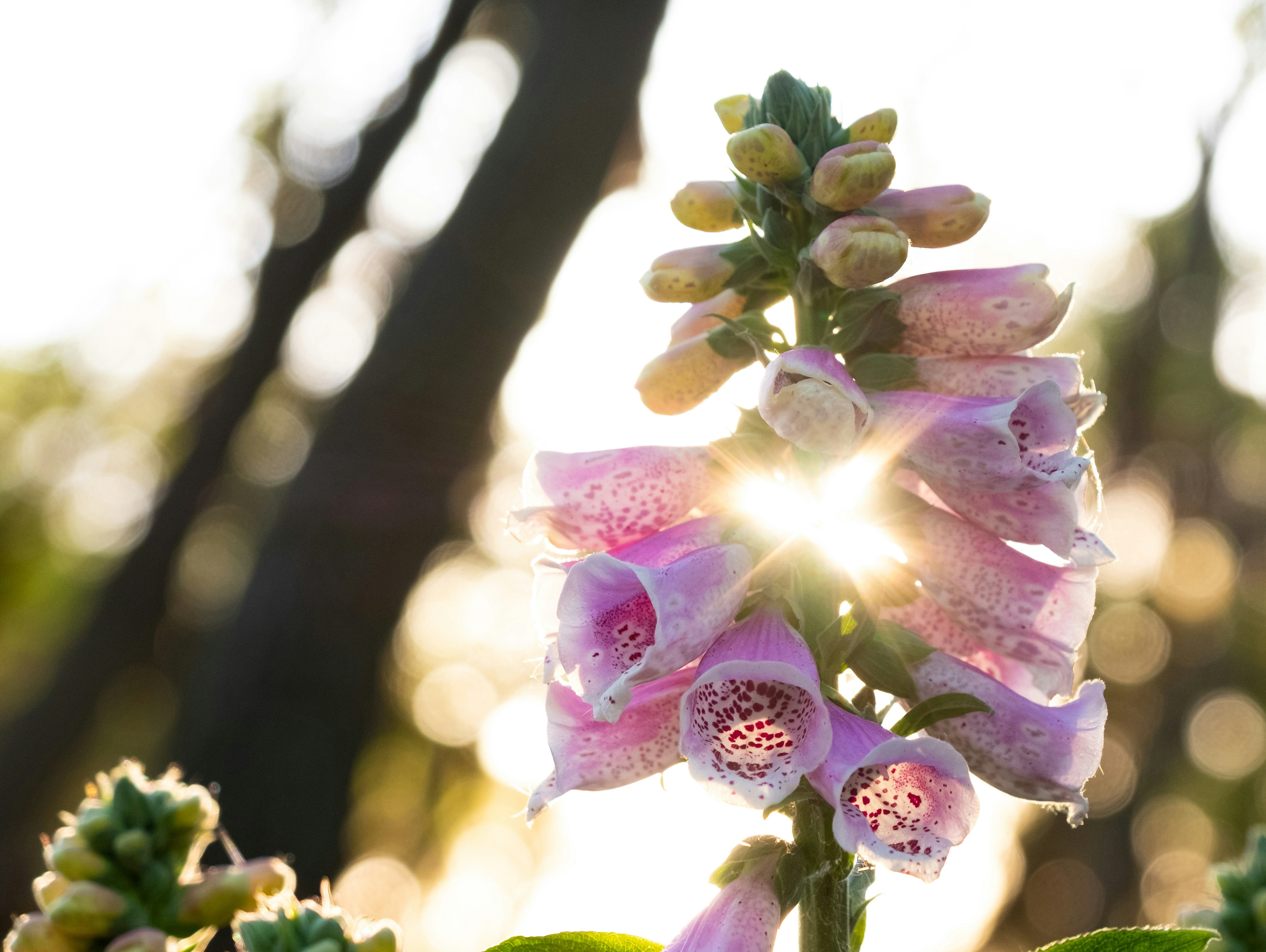 Pink and white flower in tilt shift lens photo – Free Flower Image on ...