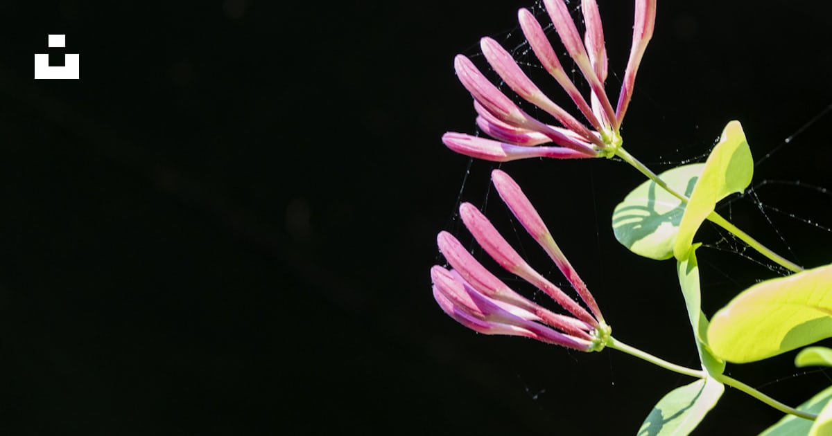 Foto Flor Rosada Con Hojas Verdes Imagen Naturaleza Gratis En Unsplash