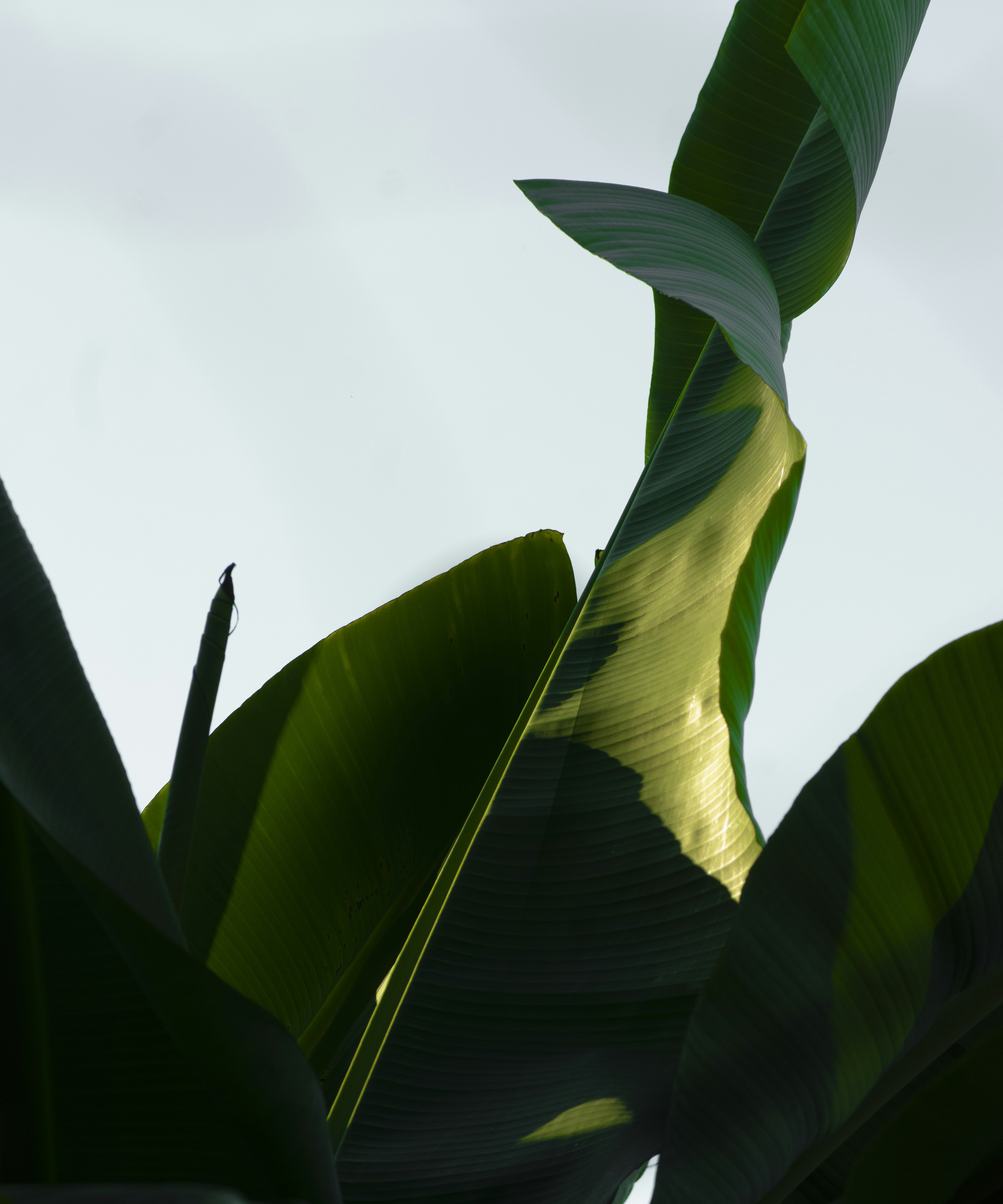 Sunlit Banana Leaves: Fractal Green Geometry Against a Quiet Sky