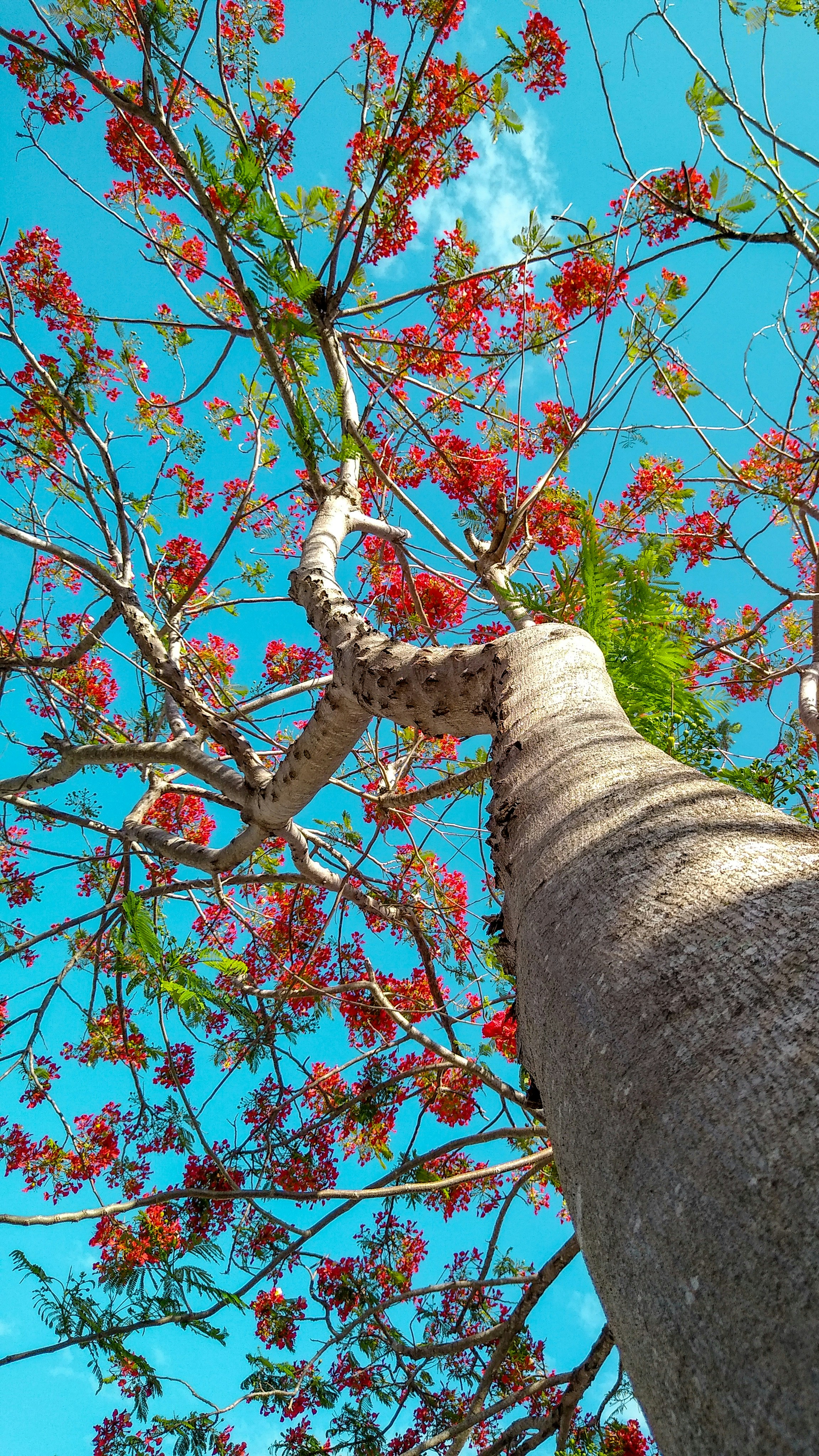 A low-angle photograph of a sturdy tree trunk spiraling upward, its branches sprinkled with red blossoms. The bright blue sky provides a vivid backdrop that emphasizes color and perspective.