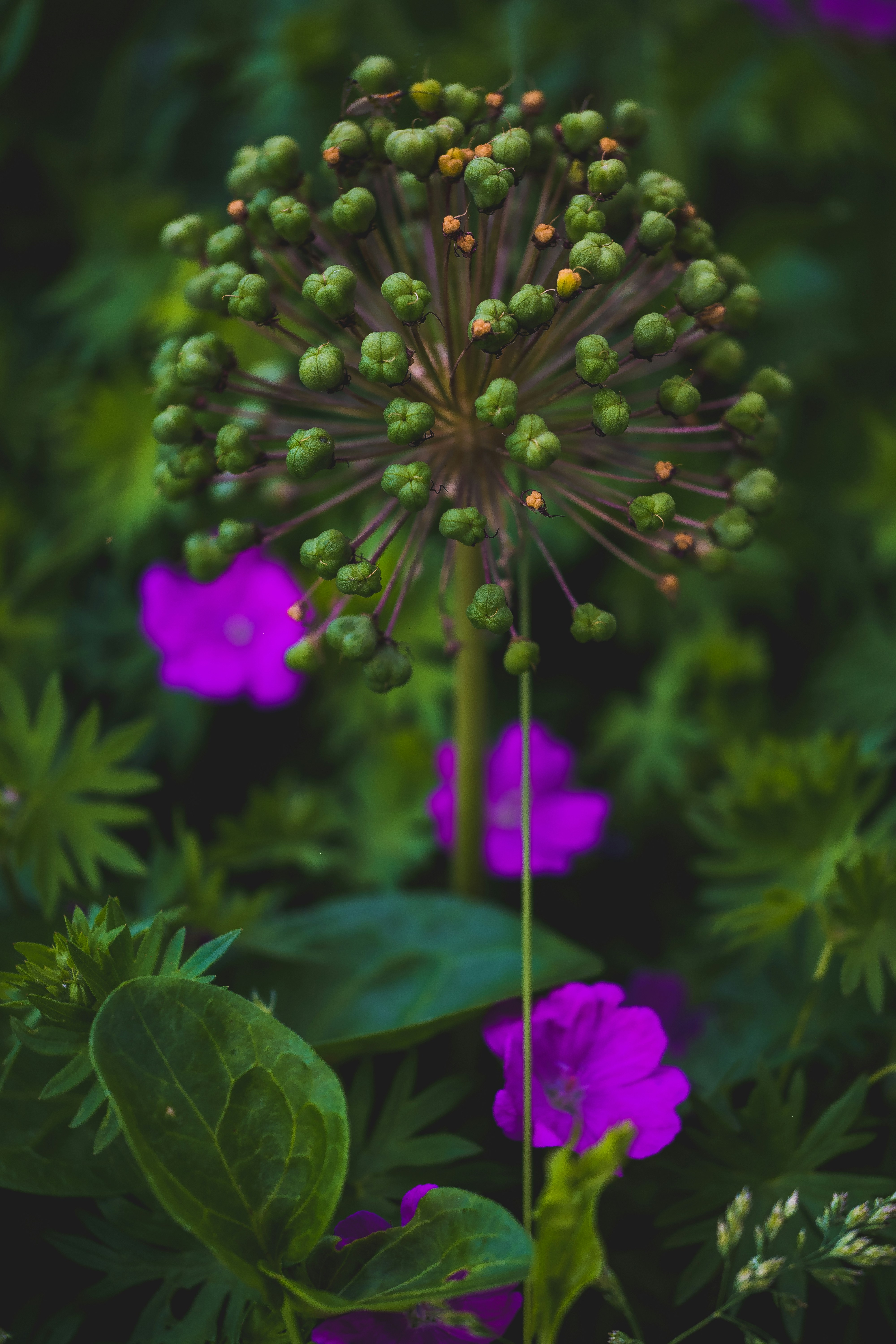 A green seed head stands tall amidst vibrant purple flowers, showcasing the intricate beauty of nature's design.