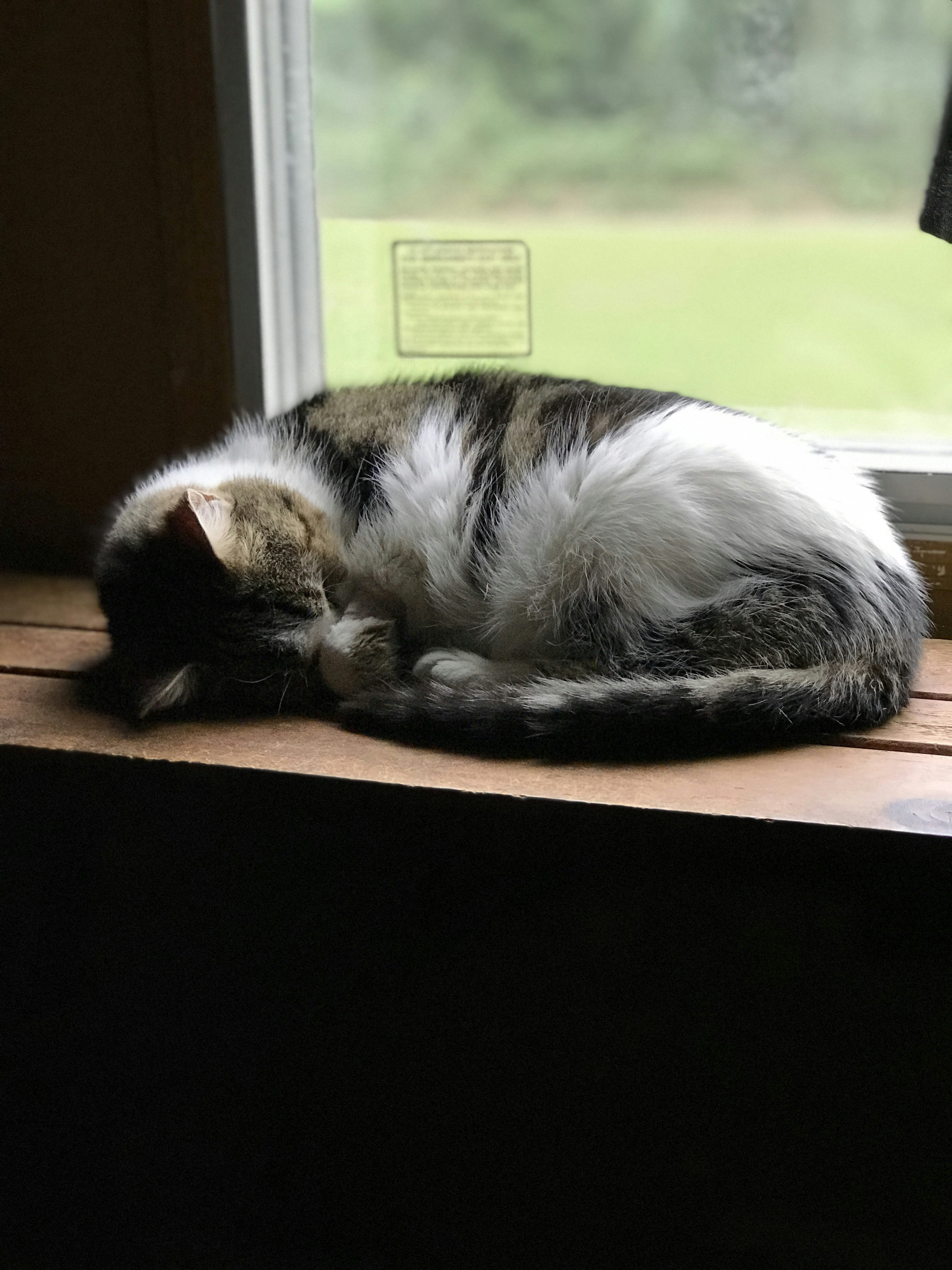 Calico Quiet: Sleeping Cat on a Warm Windowsill