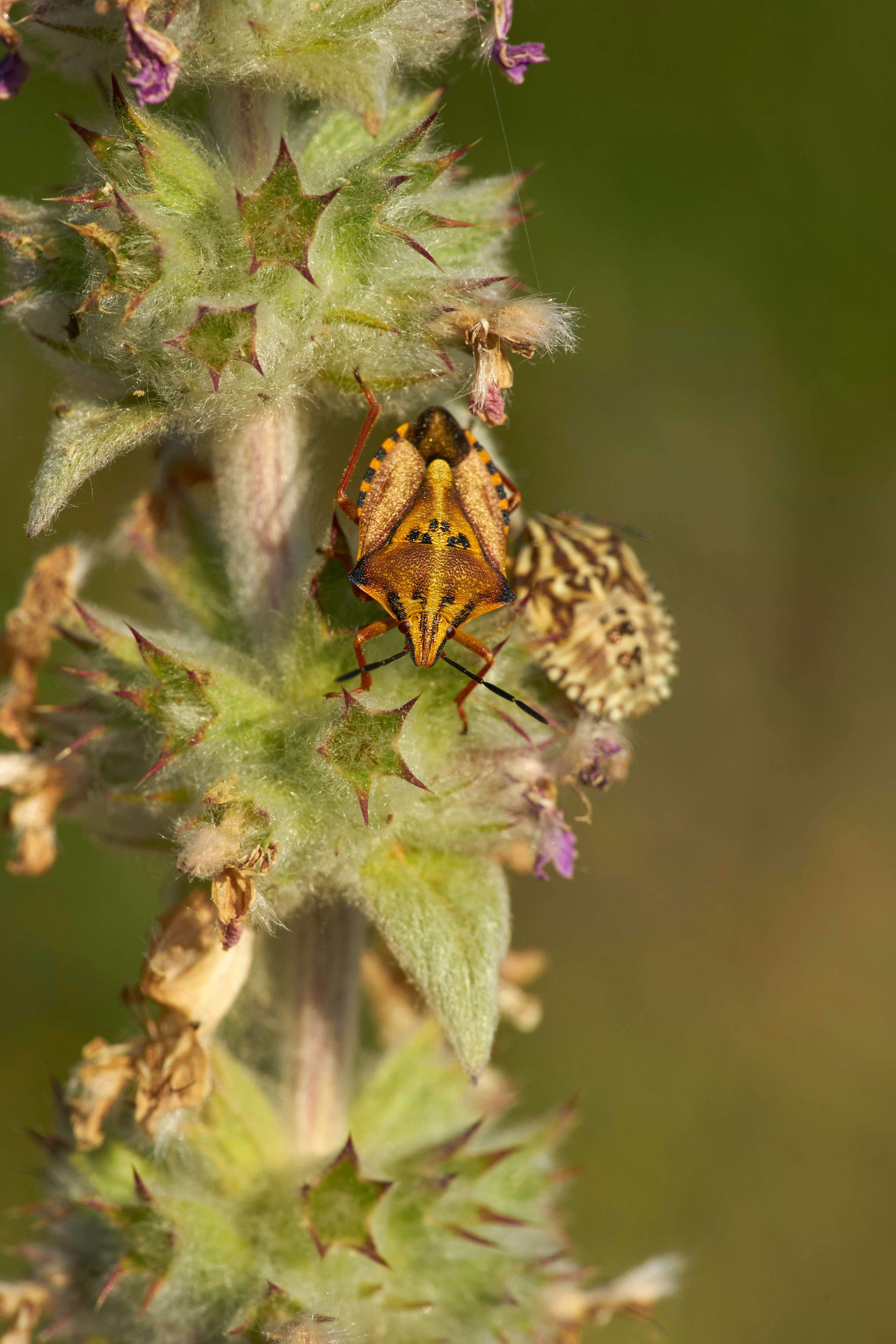 Amber Shield: Insect Cloaked on a Spine-Leaf Crown