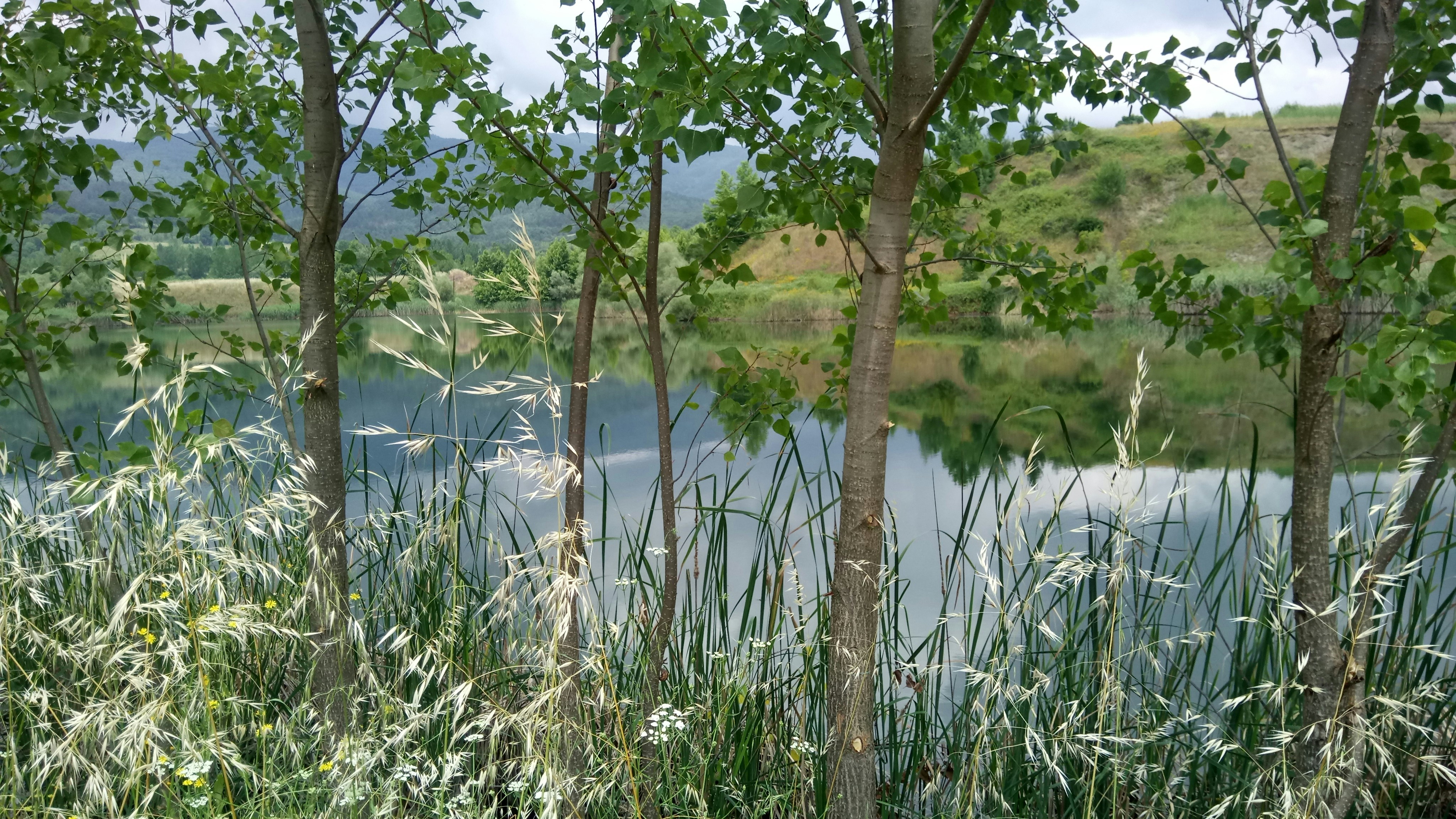 green trees near body of water during daytime